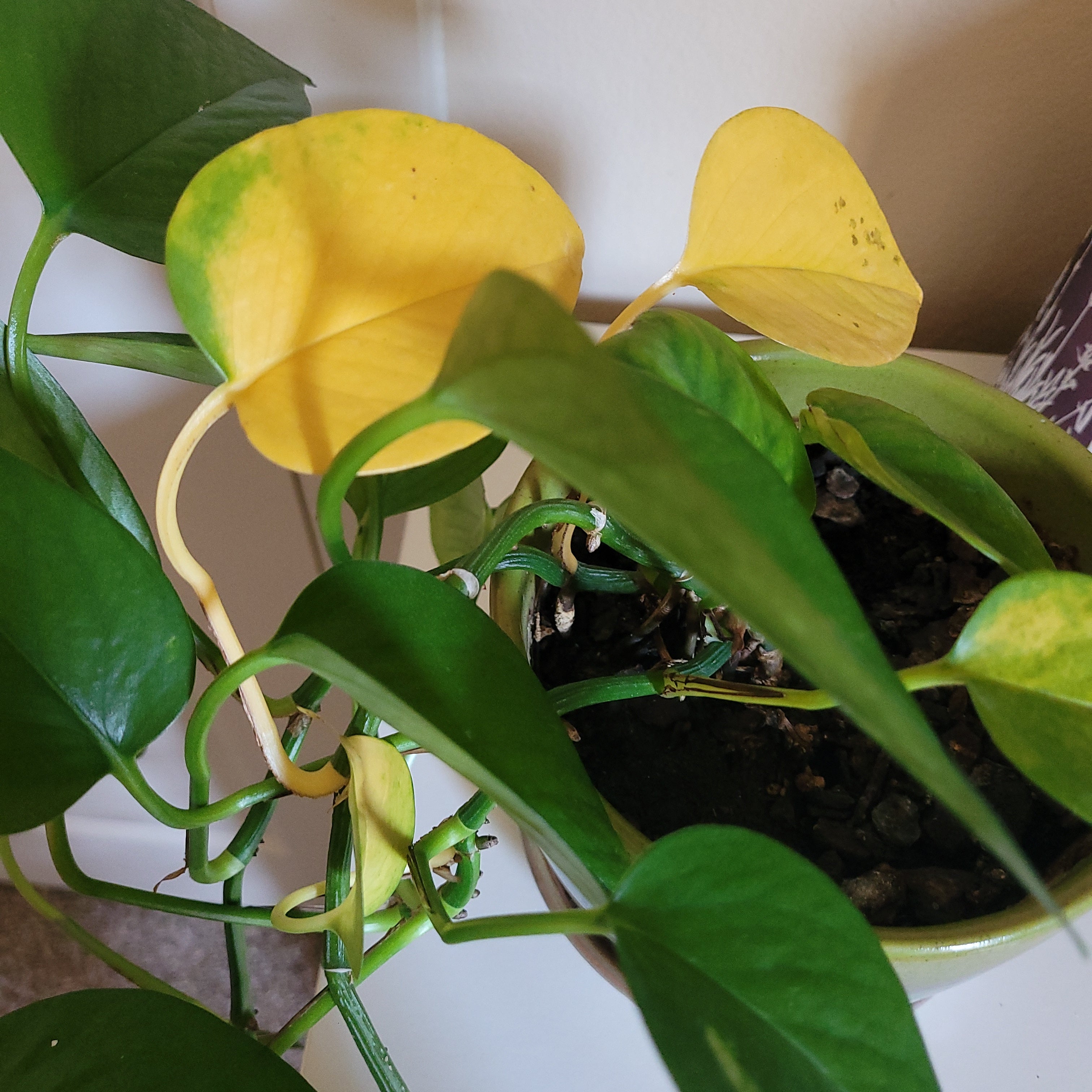 Why is my pothos turning yellow? #goldenpothos