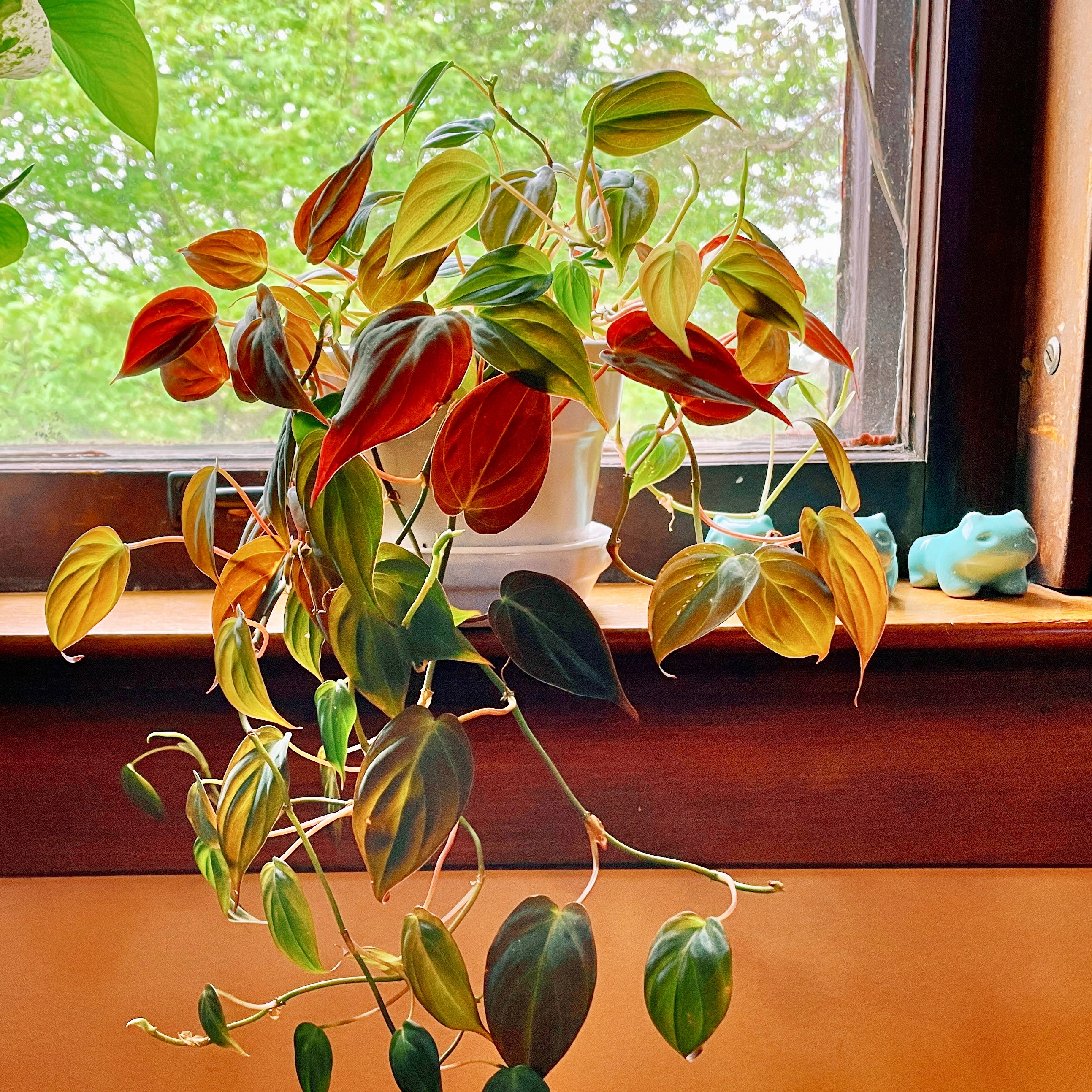 Philodendron Micans Root Rot Solutions