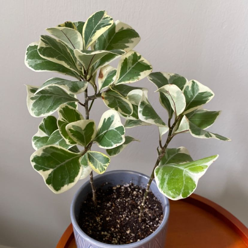 Choosing Fertilizer For My Ficus triangularis 'Variegata'