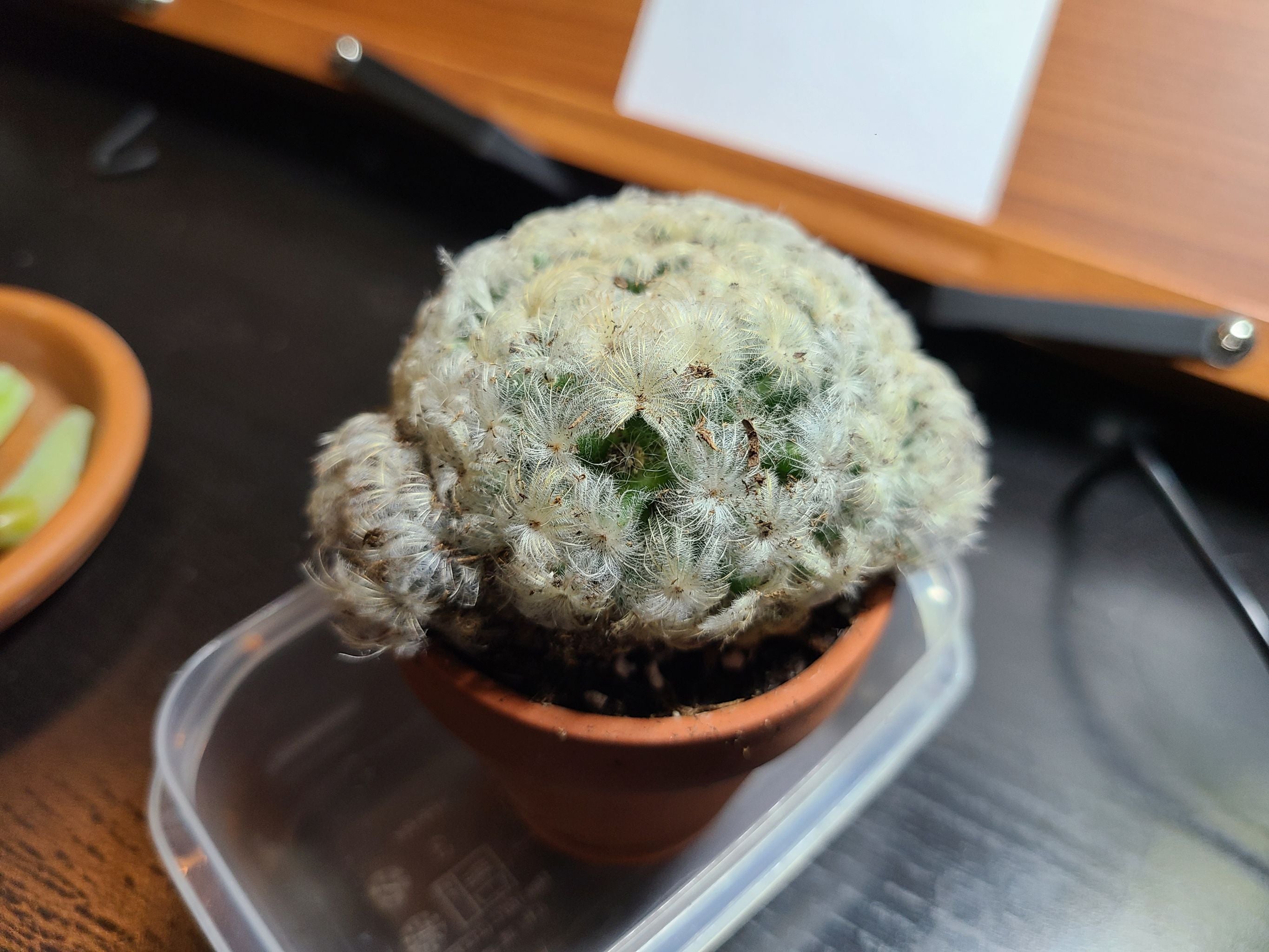 Feather Cactus Care 101: Water, Light & Growing Tips