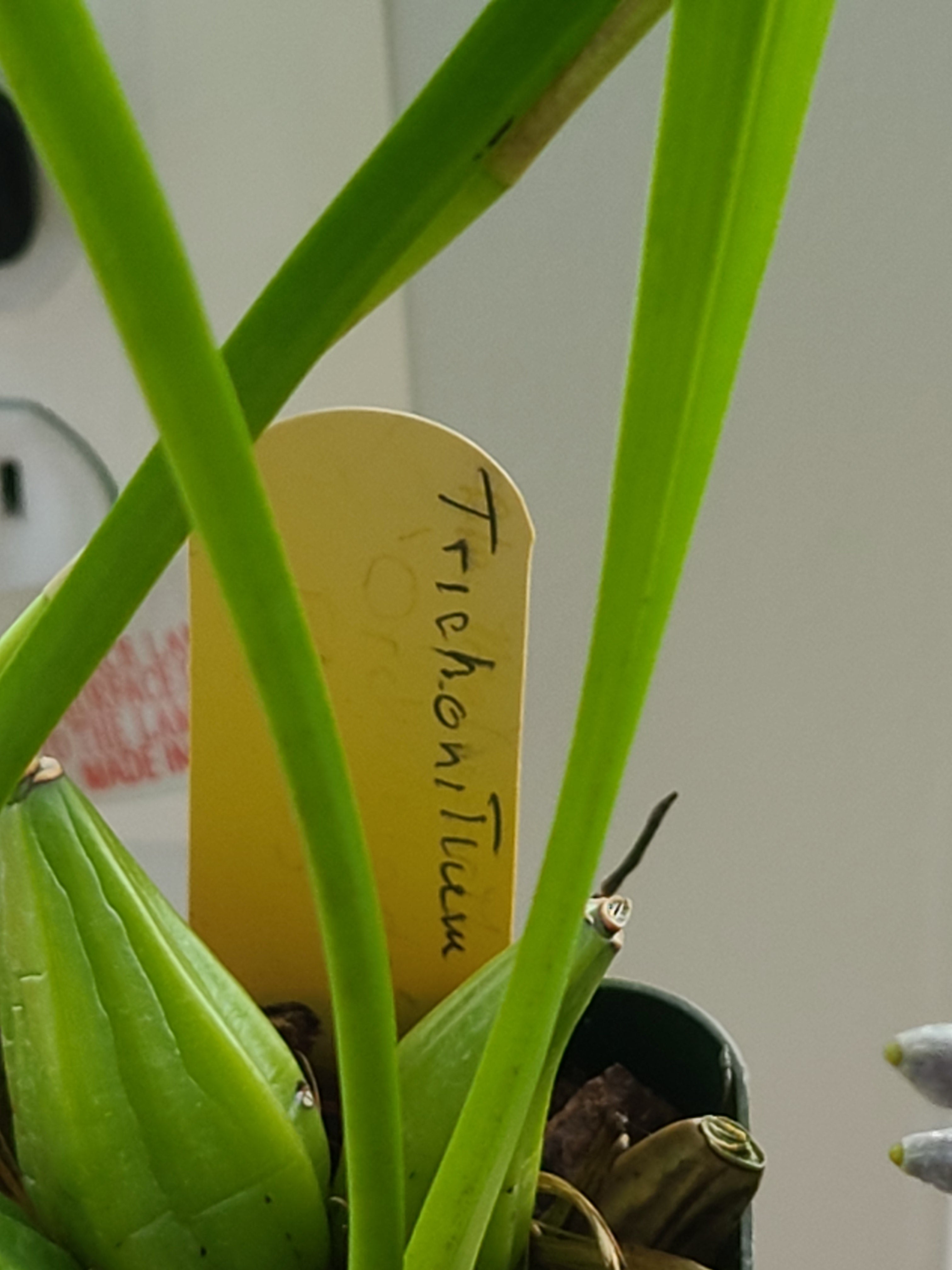 Keep Your Coconut Orchid Alive: Light, Water & Care Instructions