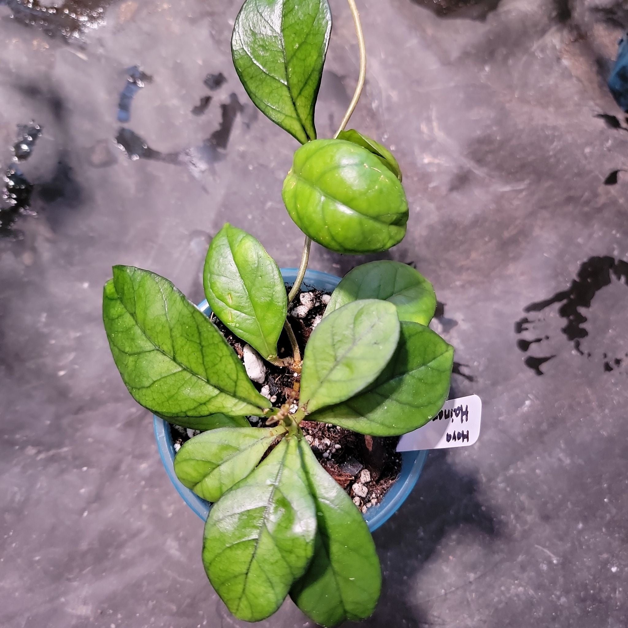 Hoya 'Biakensis Splash': How Much Water & Light Does it Need to Thrive?