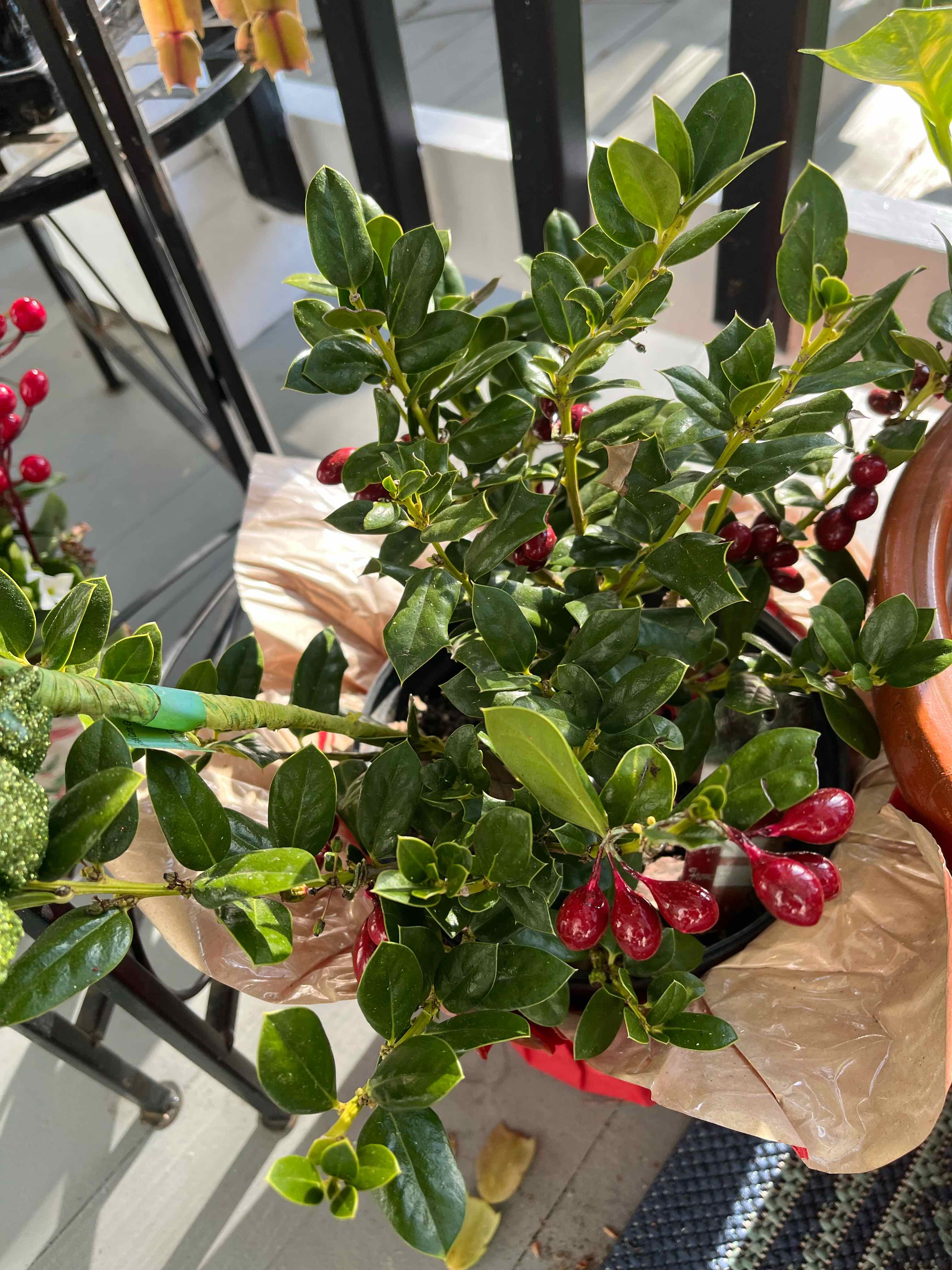 Chinese Holly Root Rot Solutions