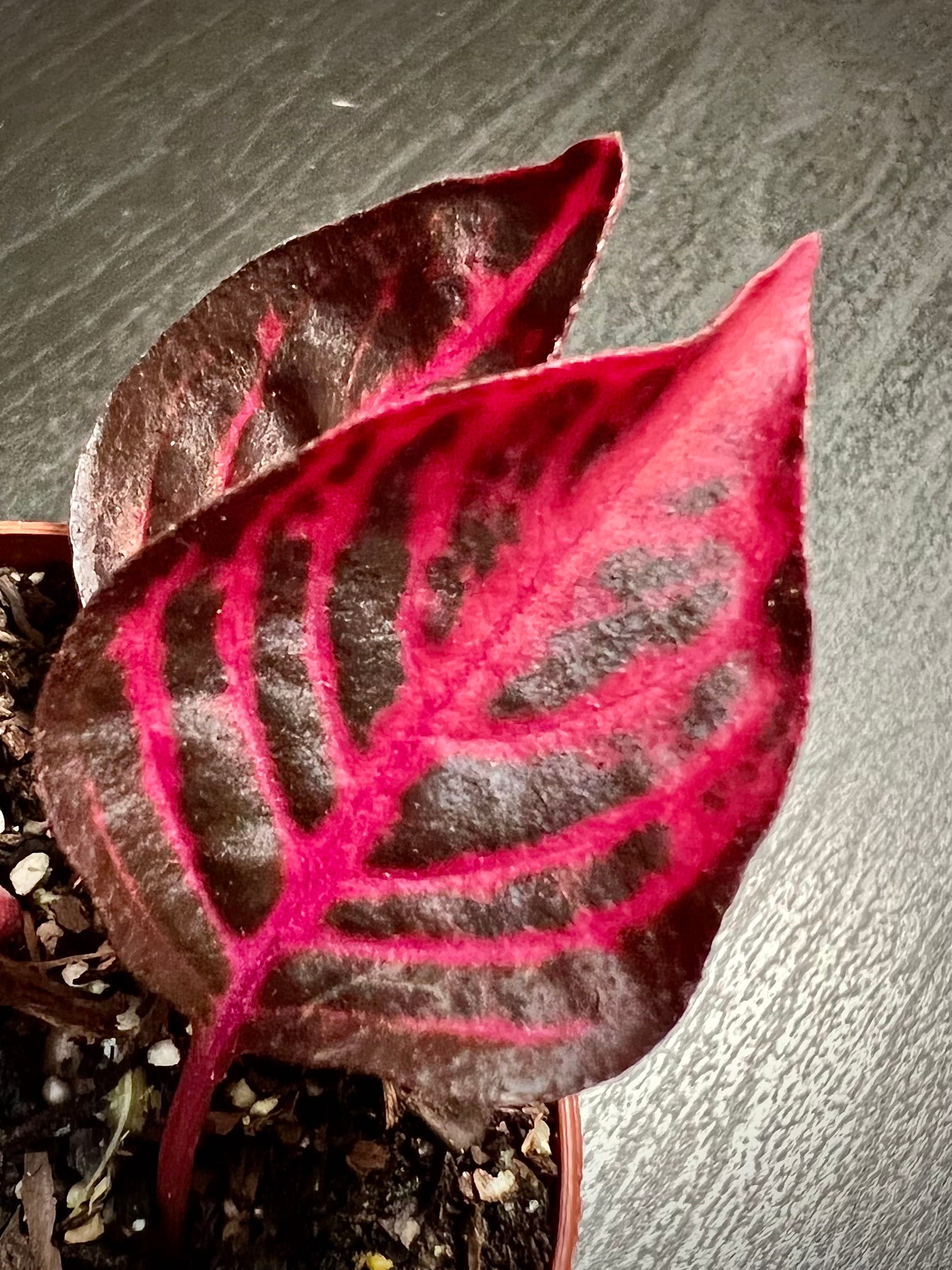 How to Care for Bloodleaf: Mastering Water, Sunlight & More