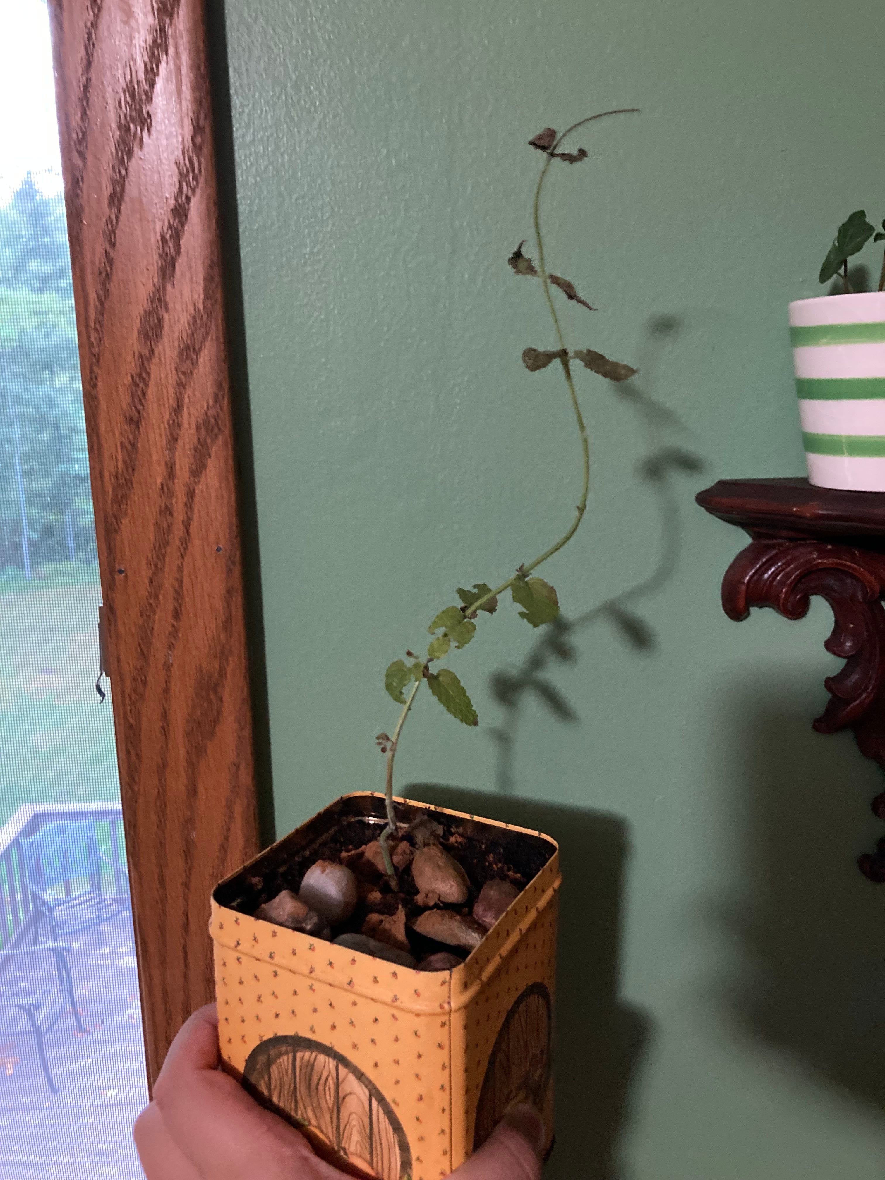 The Complete Strawberry Mint Plant Care Guide: Water, Light & Beyond