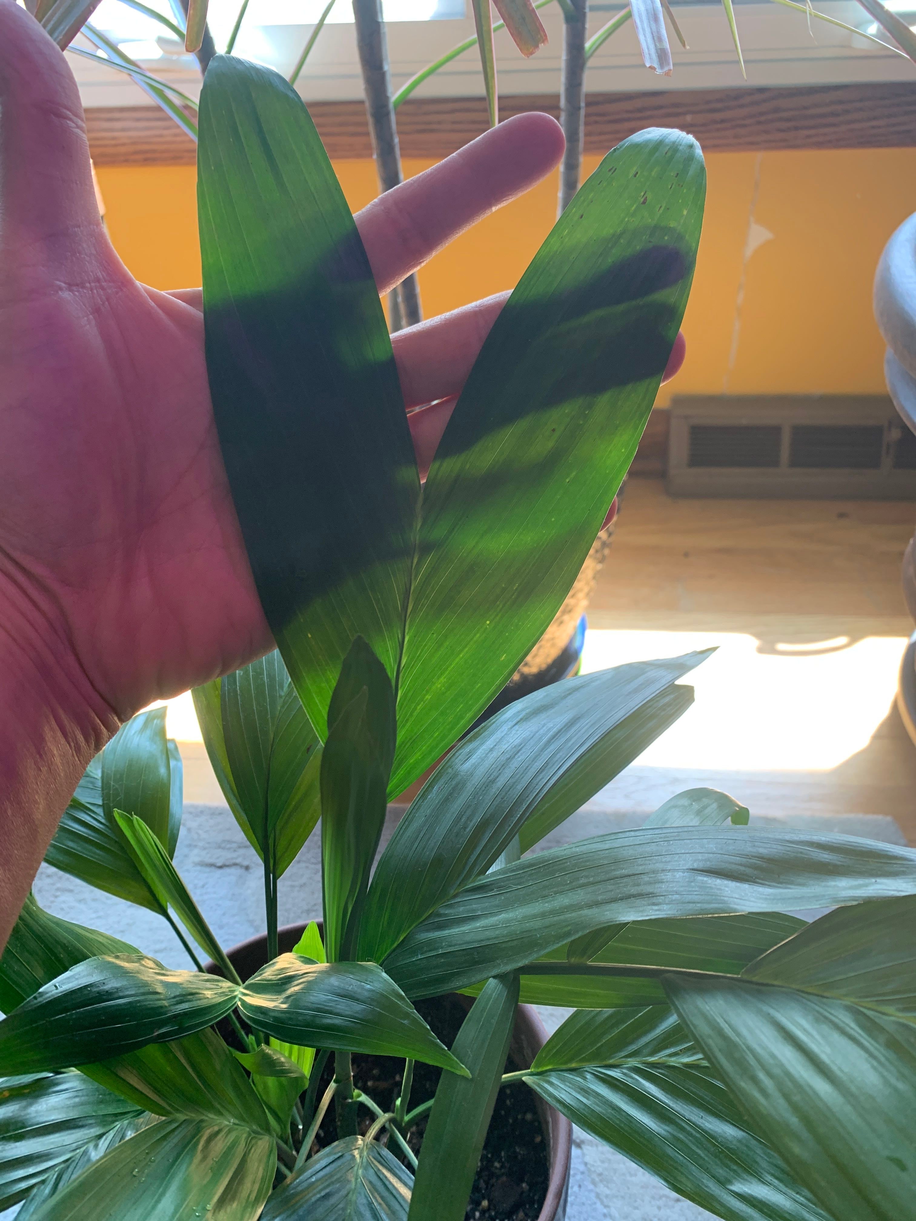 Ultimate Guide to Pruning Lady Palm