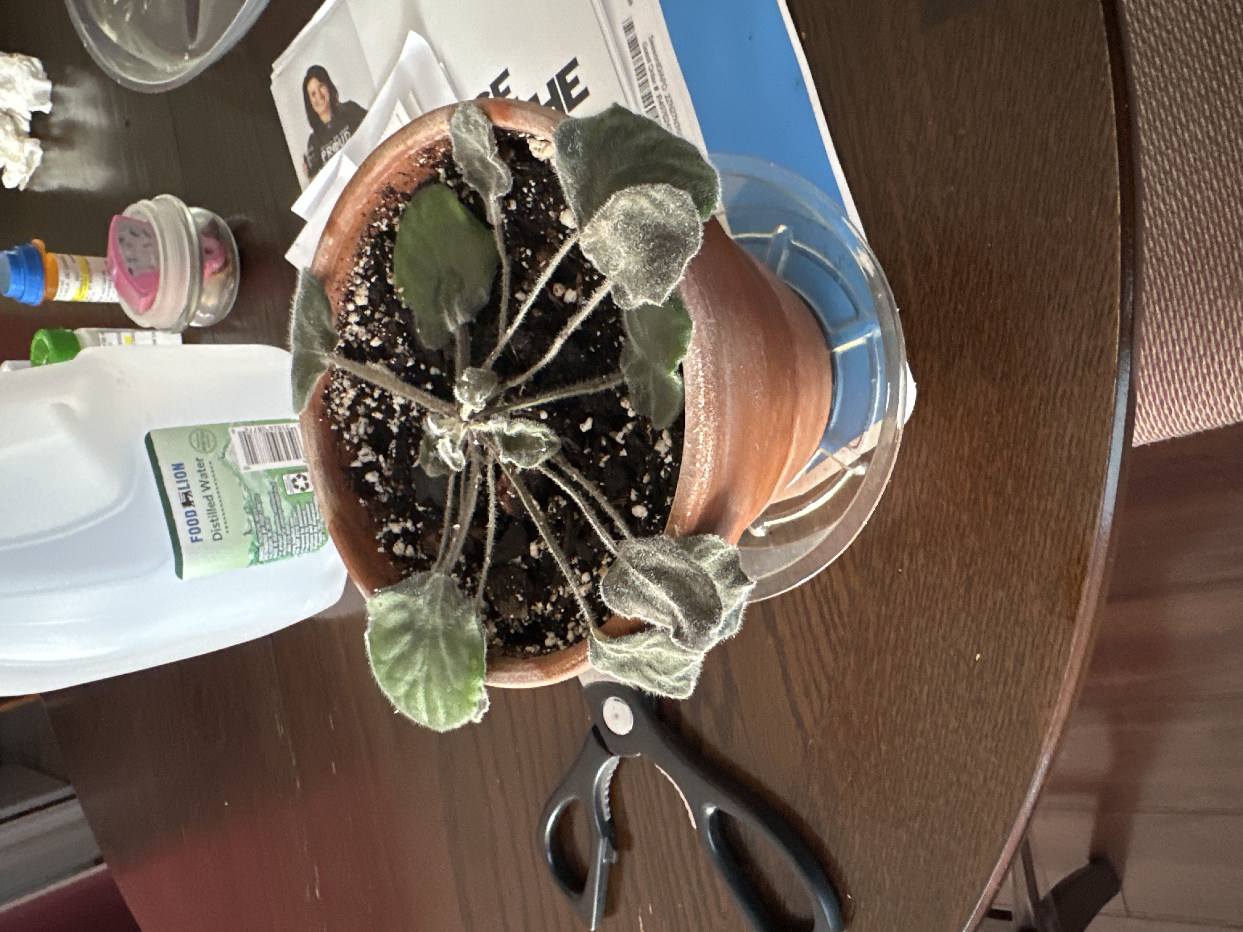 Telari African Violet Plant Care: Water, Light, Nutrients | Greg App 🌱
