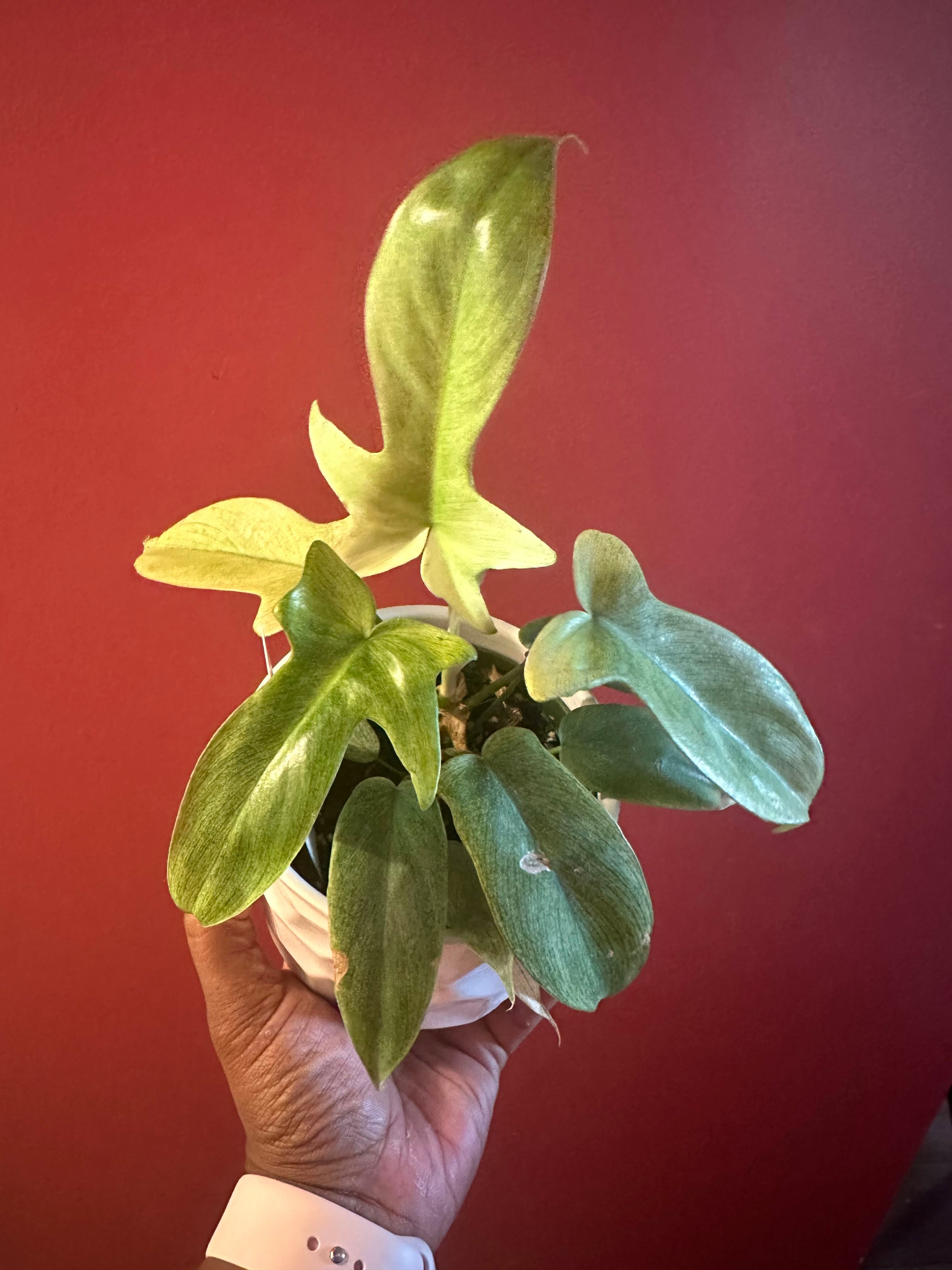 Linnaei Kunth Care 101: Water, Light & Growing Tips