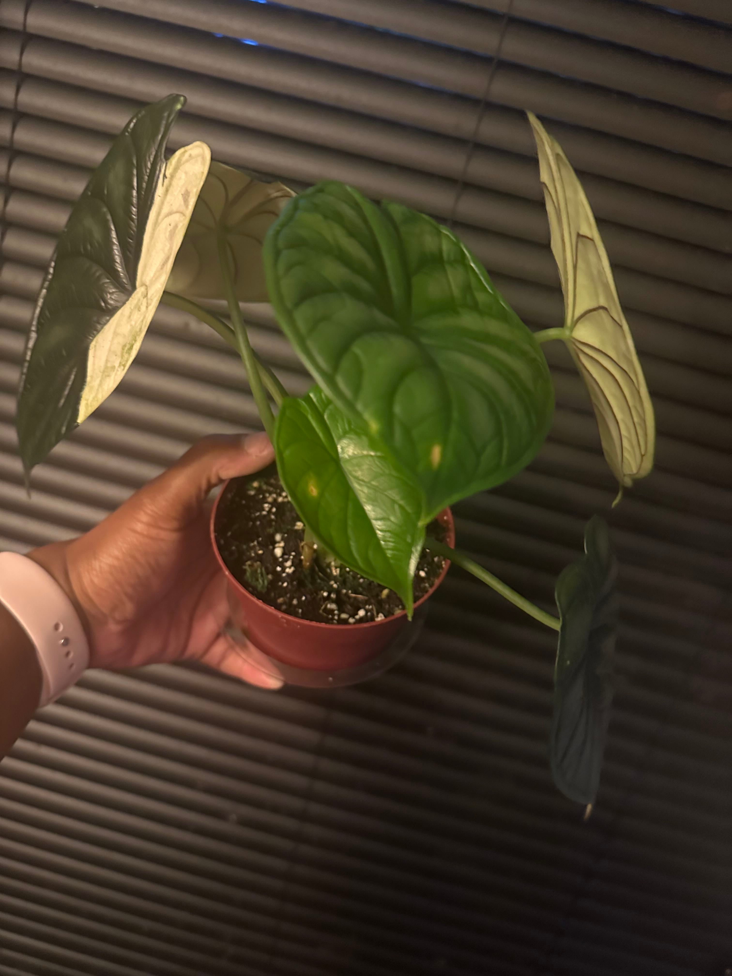 Keep Your Variegated Moon Cactus Alive: Light, Water & Care Instructions