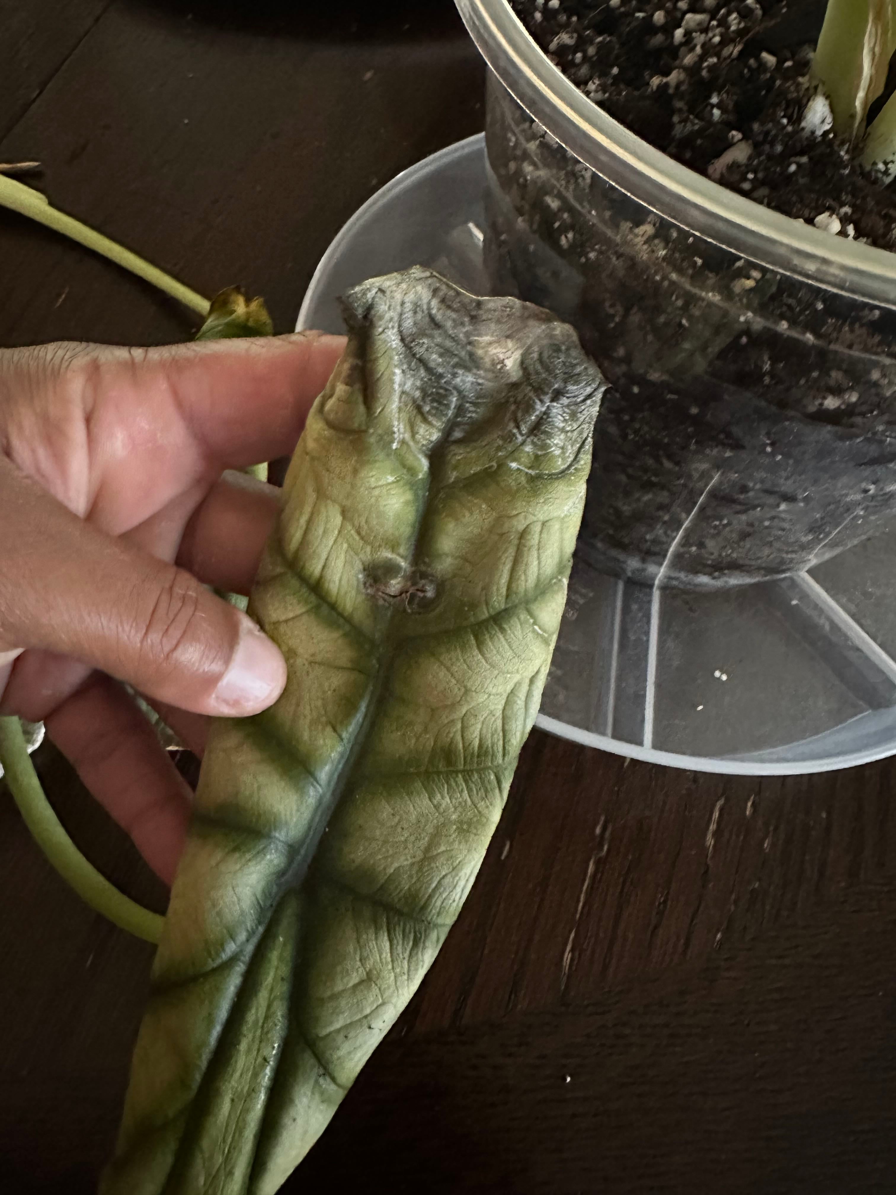 🐘 How to Fix Your Hardy Elephant Ear Wilting