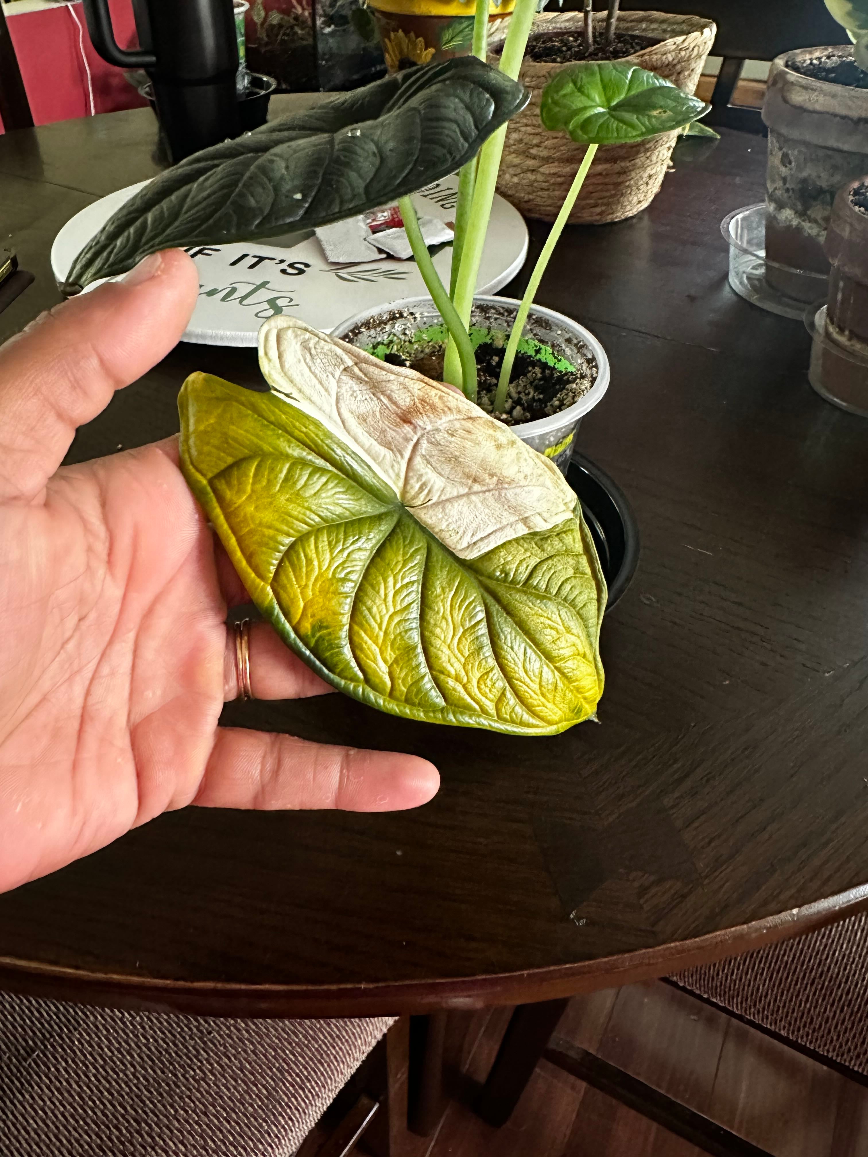 Keep Your Variegated Moon Cactus Alive: Light, Water & Care Instructions