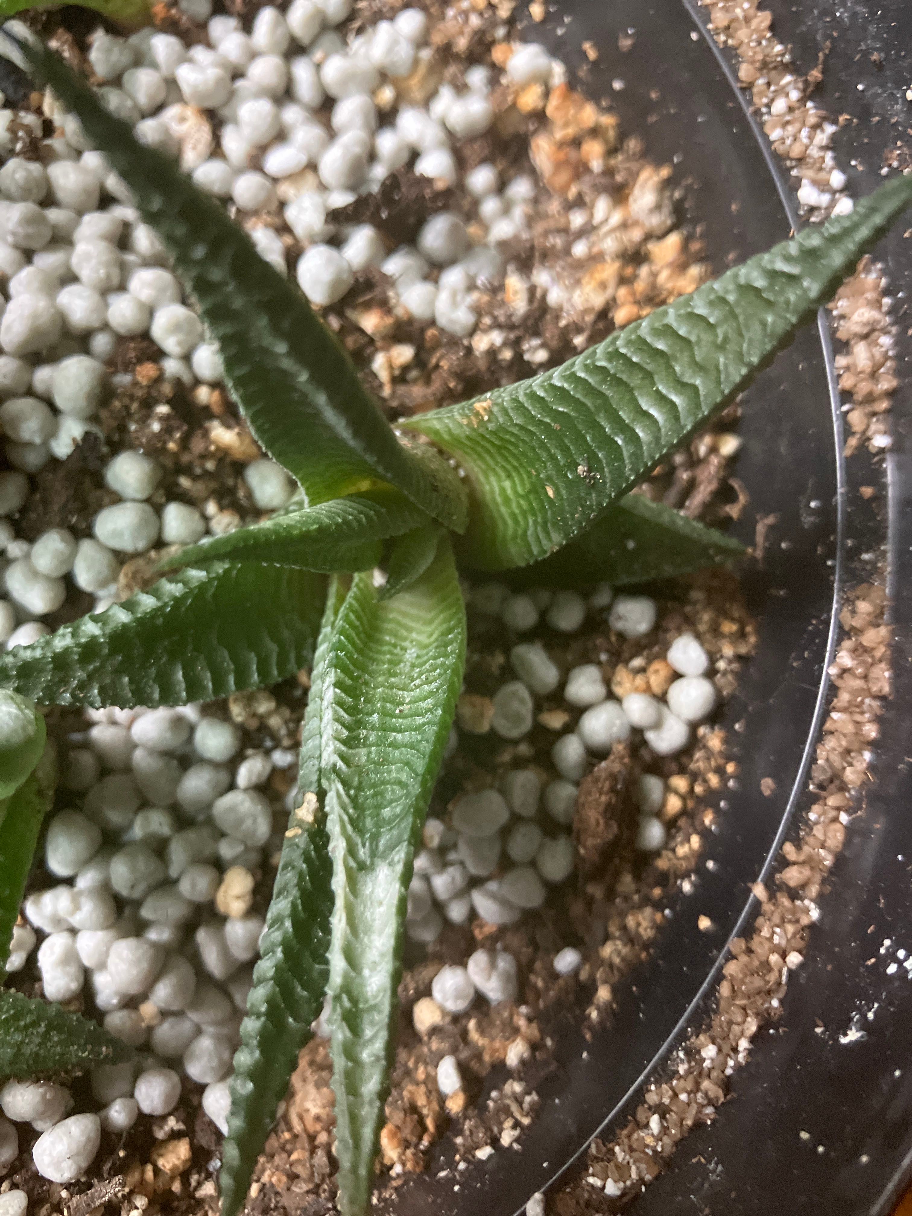 The Complete Variegated Zebra Plant Plant Care Guide: Water, Light & Beyond