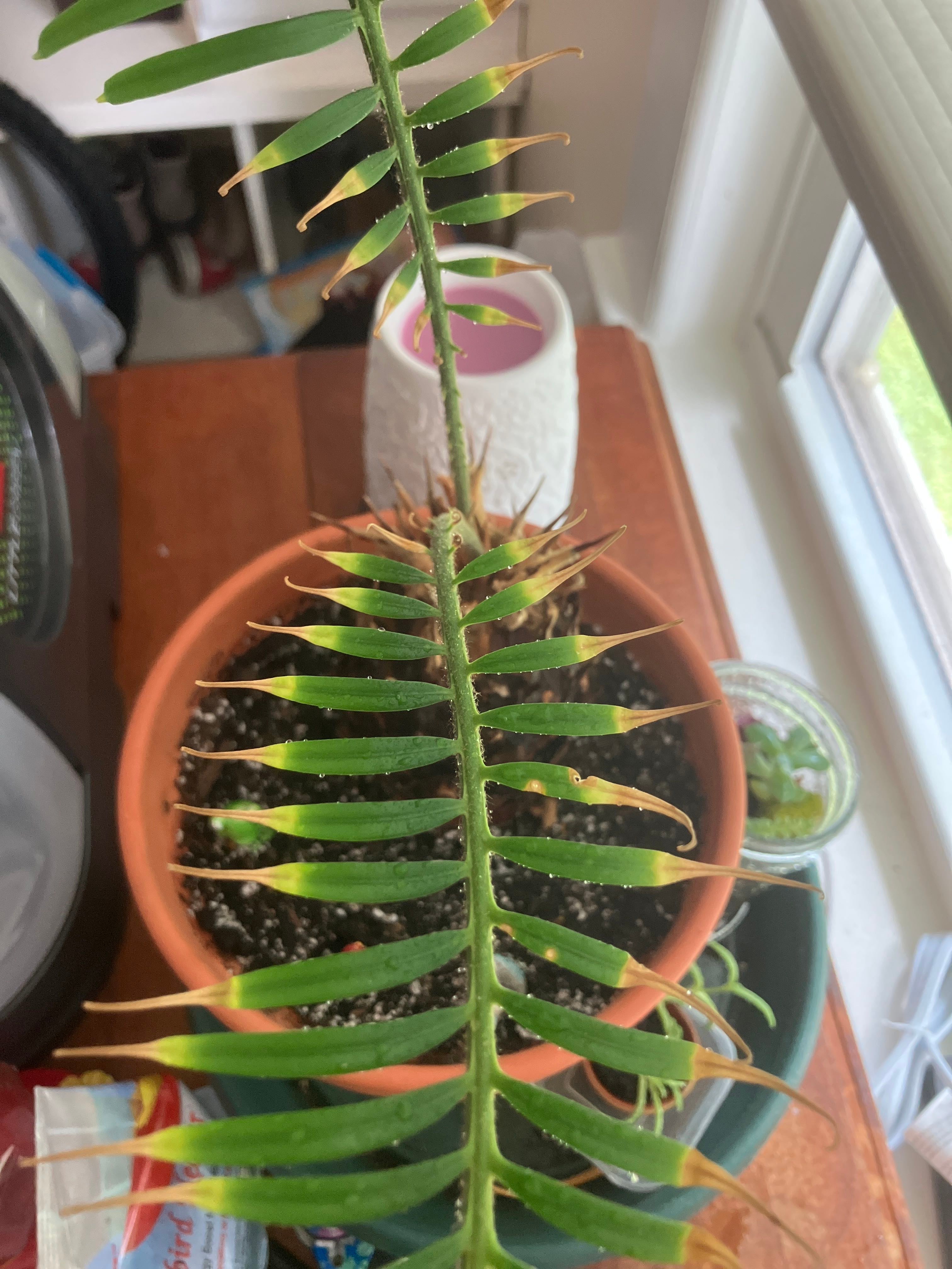 How Do I Fix Sago Palm Root Rot?