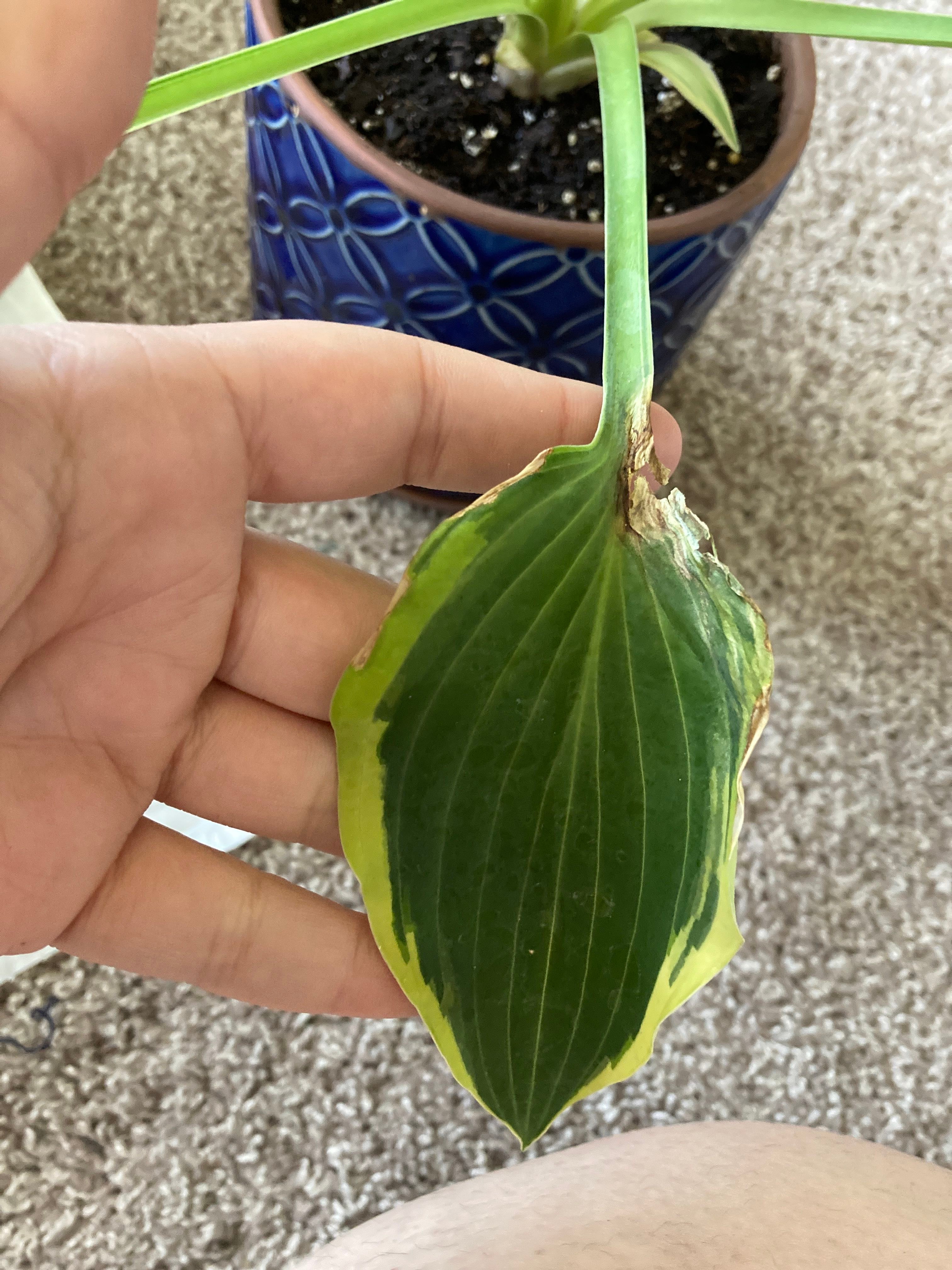 Ultimate Guide for When to Plant Hosta ⛏️