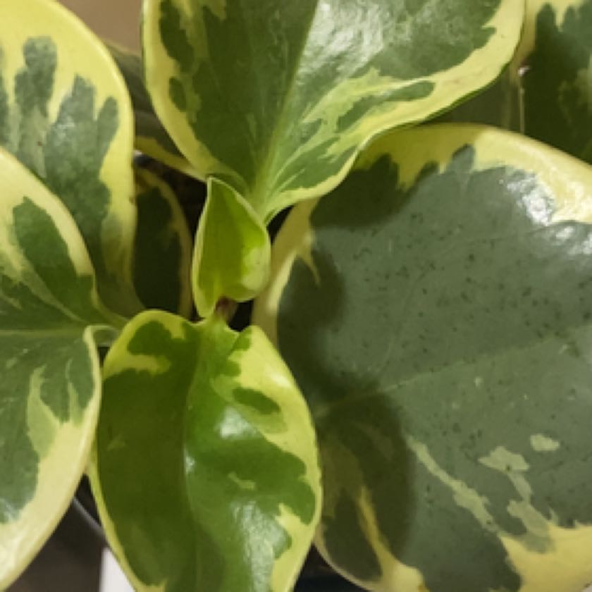 Athena | A plant by @PoetHedera on Greg