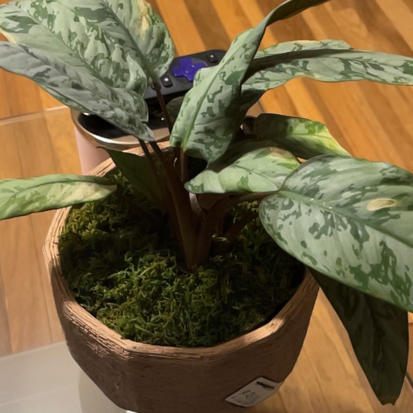 Keep Your Apoballis Red Sword Alive: Light, Water & Care Instructions