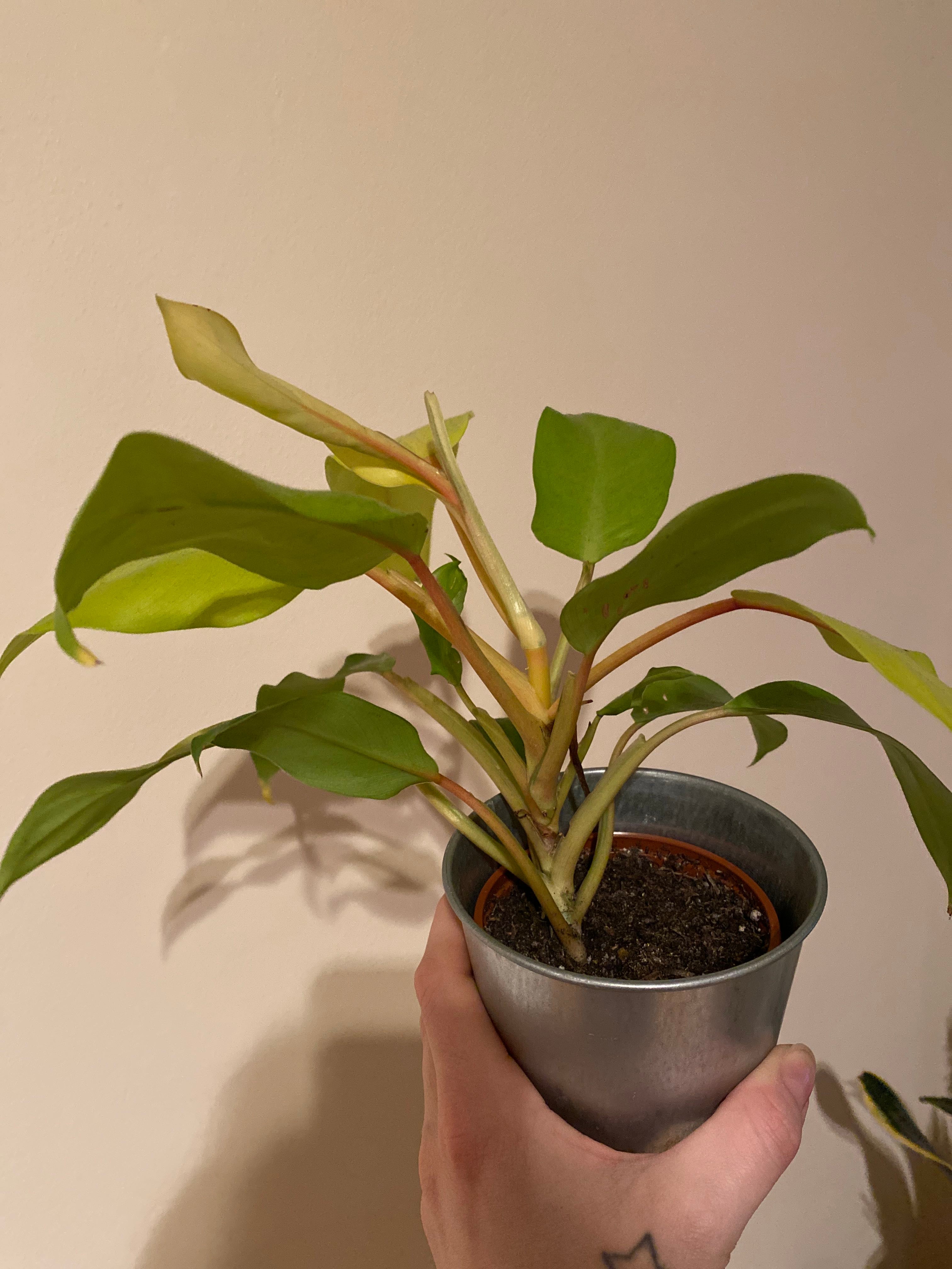 📏 4 Key Aspects of Philodendron 'Malay Gold' Size