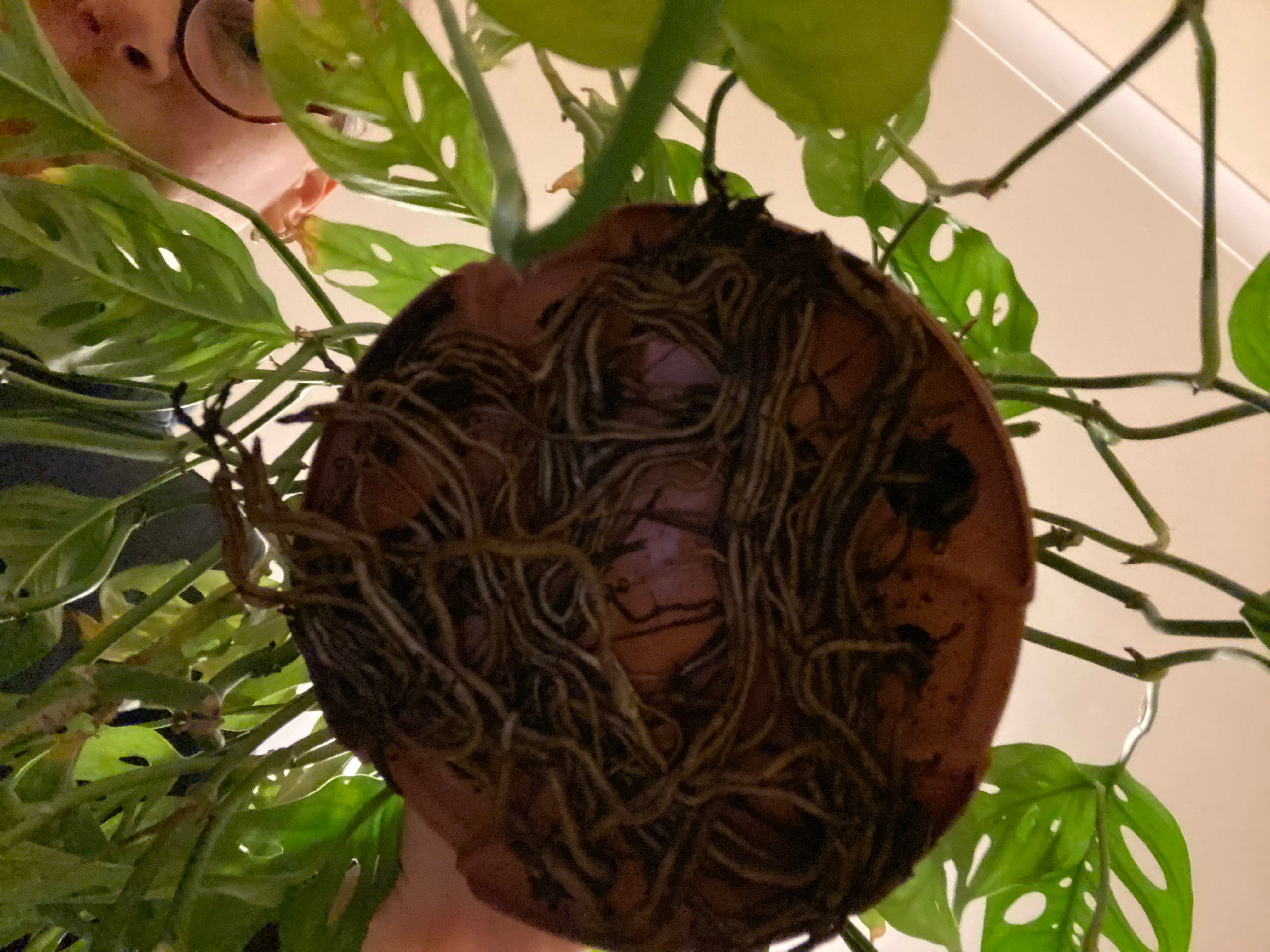 The Complete Window Leaf Plant Care Guide: Water, Light & Beyond