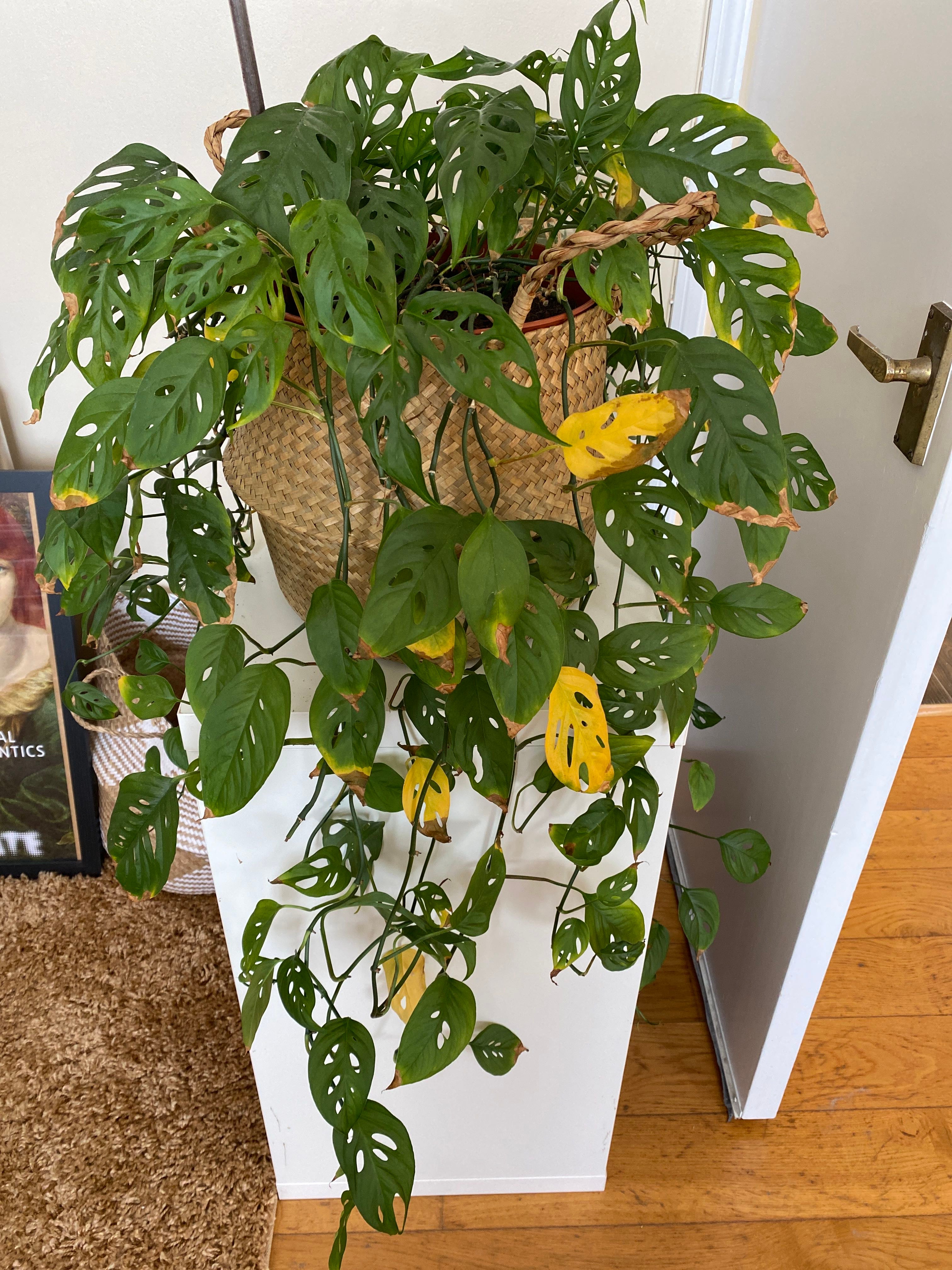 Window Leaf Care 101: Water, Light & Growing Tips