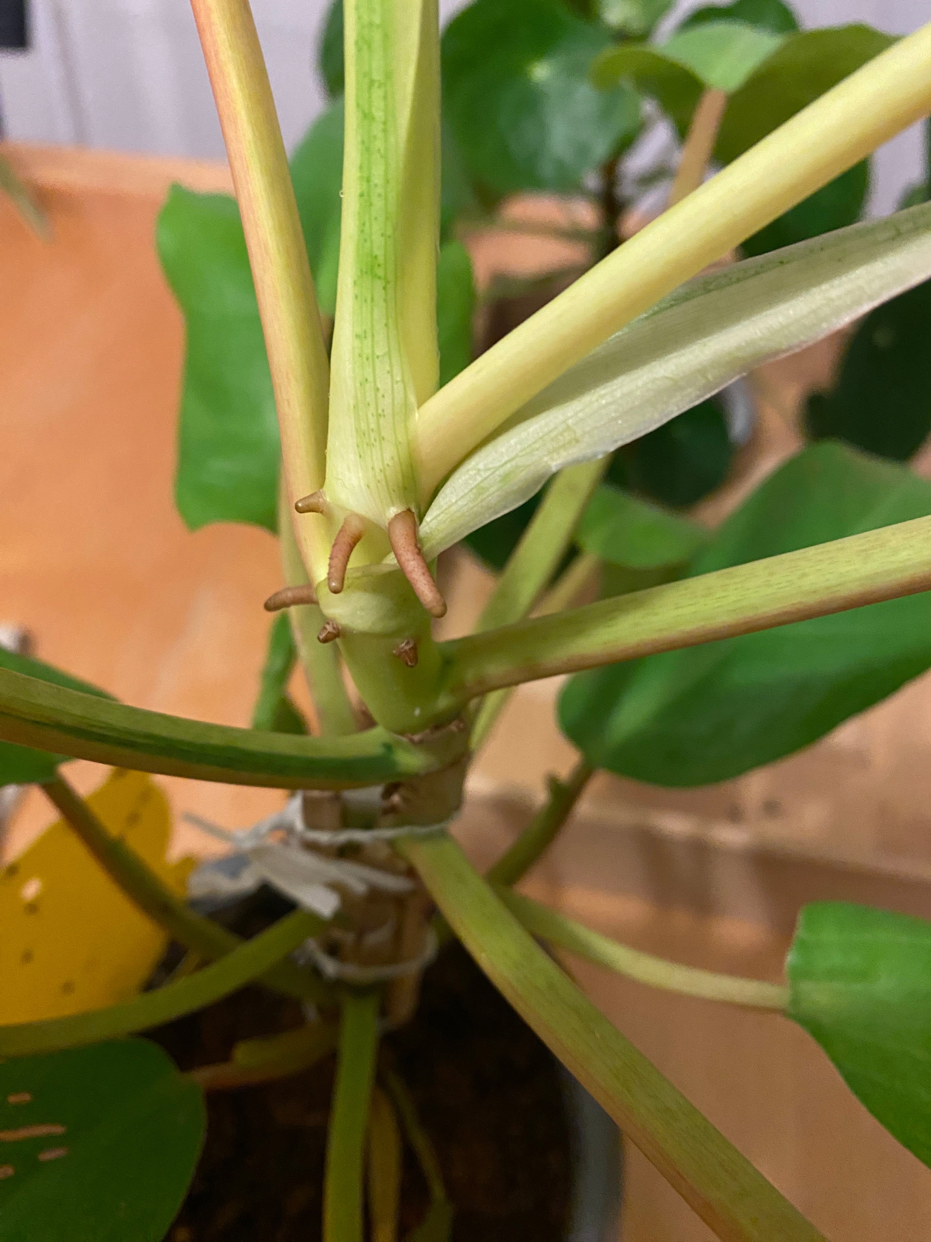 Philodendron 'Malay Gold': How Much Water & Light Does it Need to Thrive?