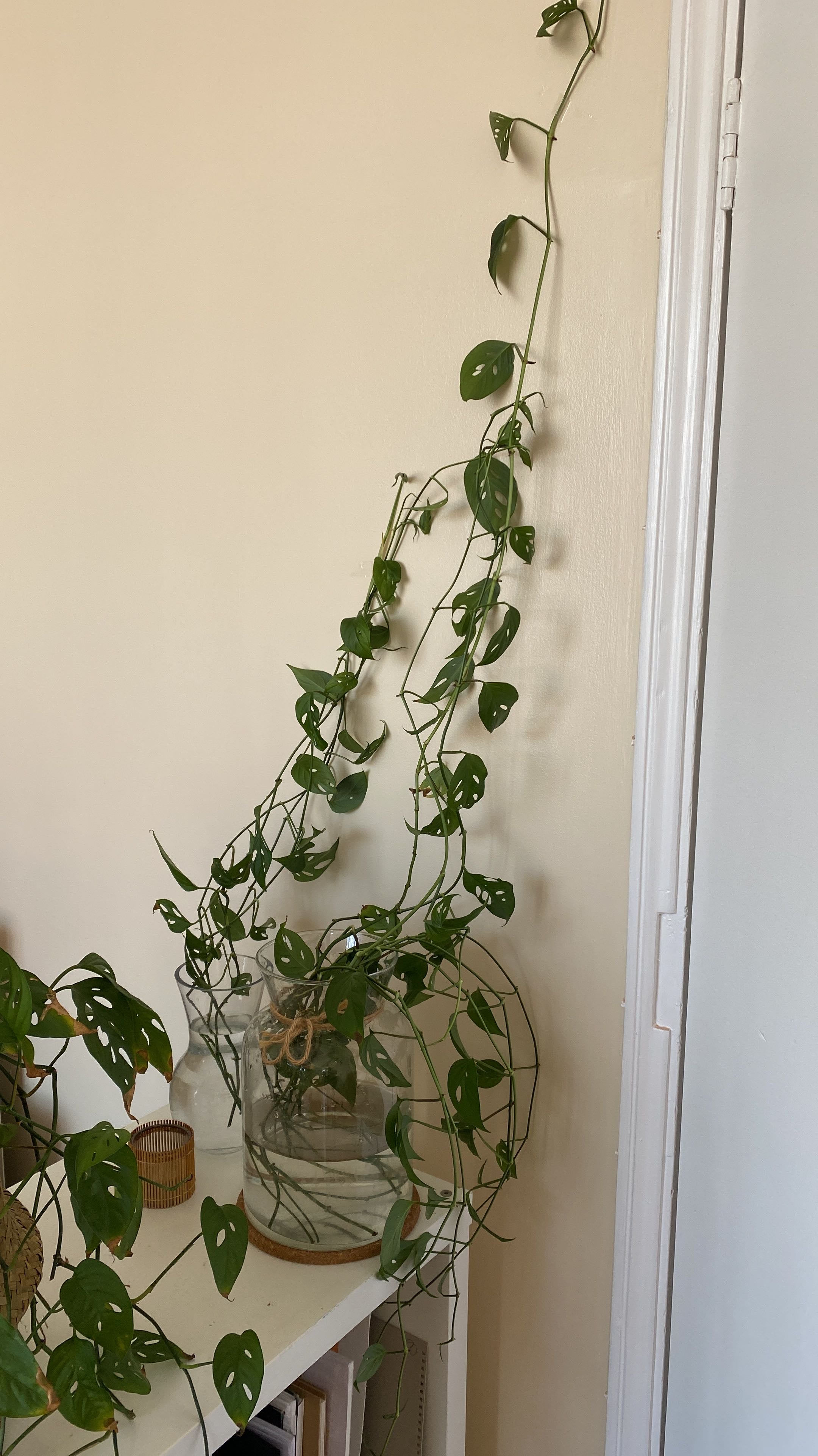 Window Leaf Care 101: Water, Light & Growing Tips