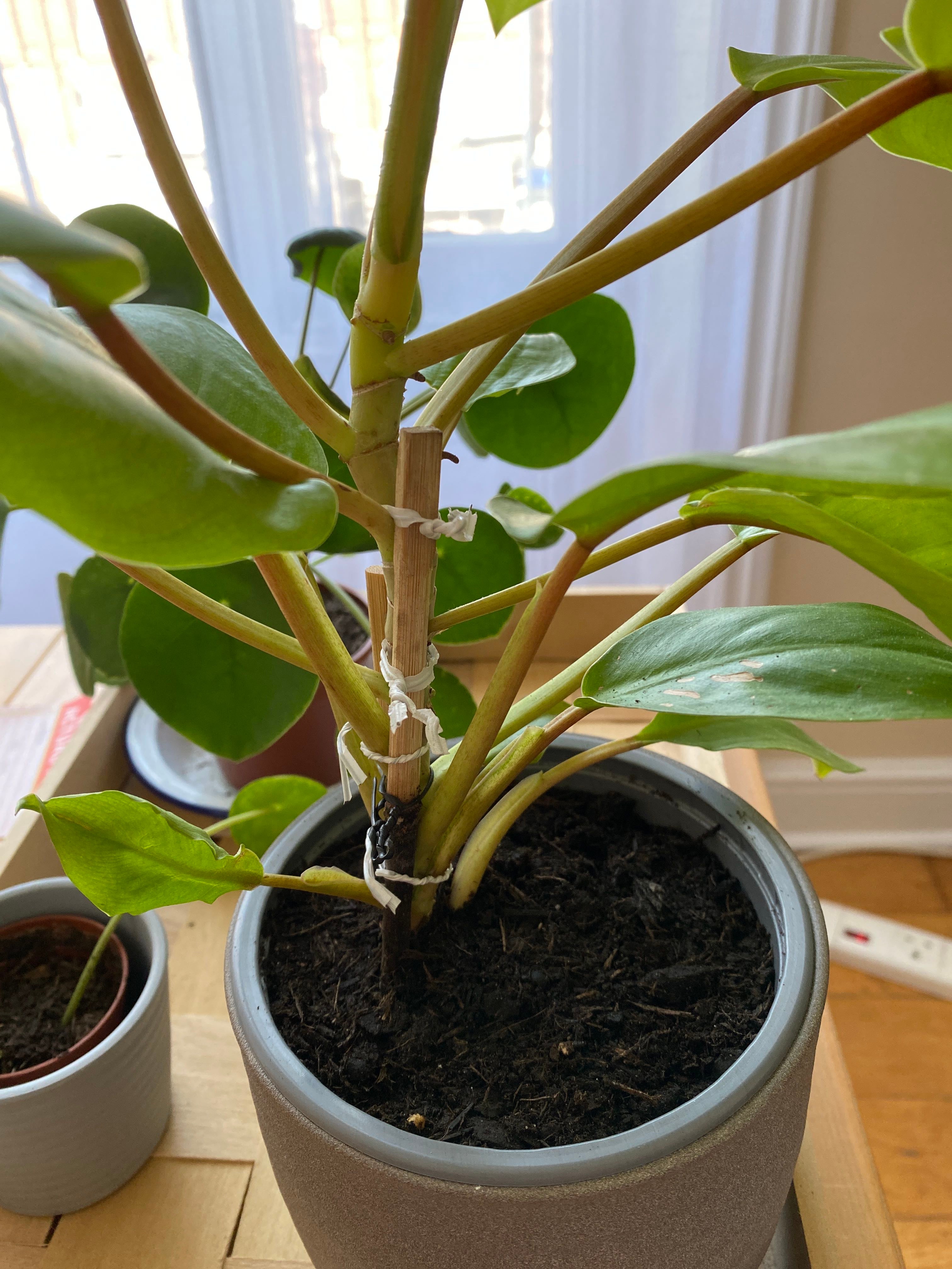 📏 4 Key Aspects of Philodendron 'Malay Gold' Size