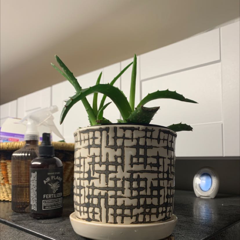 Personalized Aloe Starry Night Care: Water, Light, Nutrients | Greg App