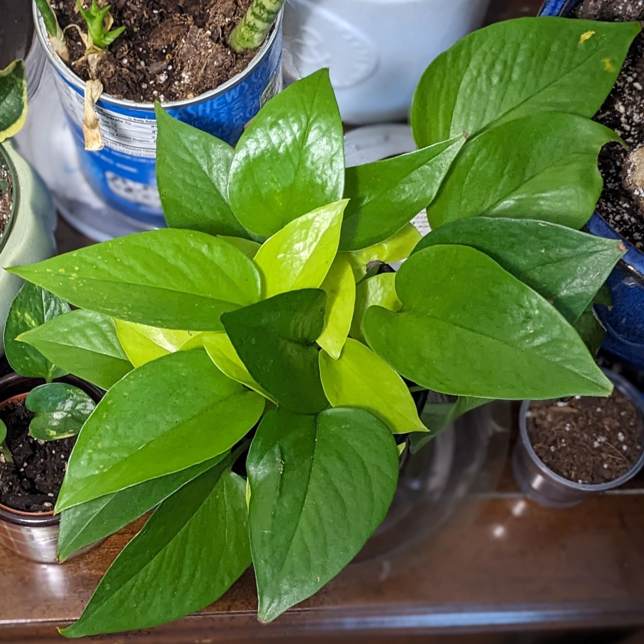 Hemingway | A plant by @plantgoblinnn on Greg