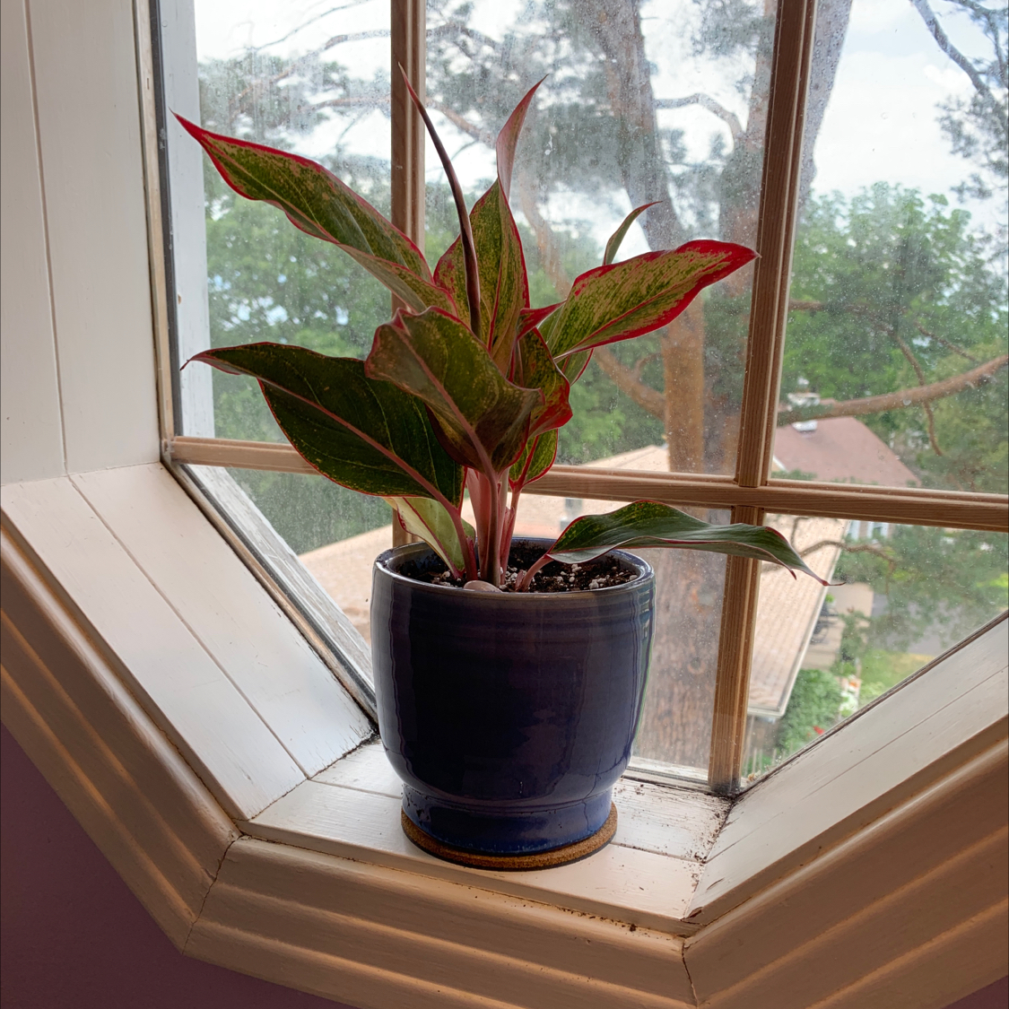 Propagating Red Siam Aurora Aglaonema: The Ultimate Guide