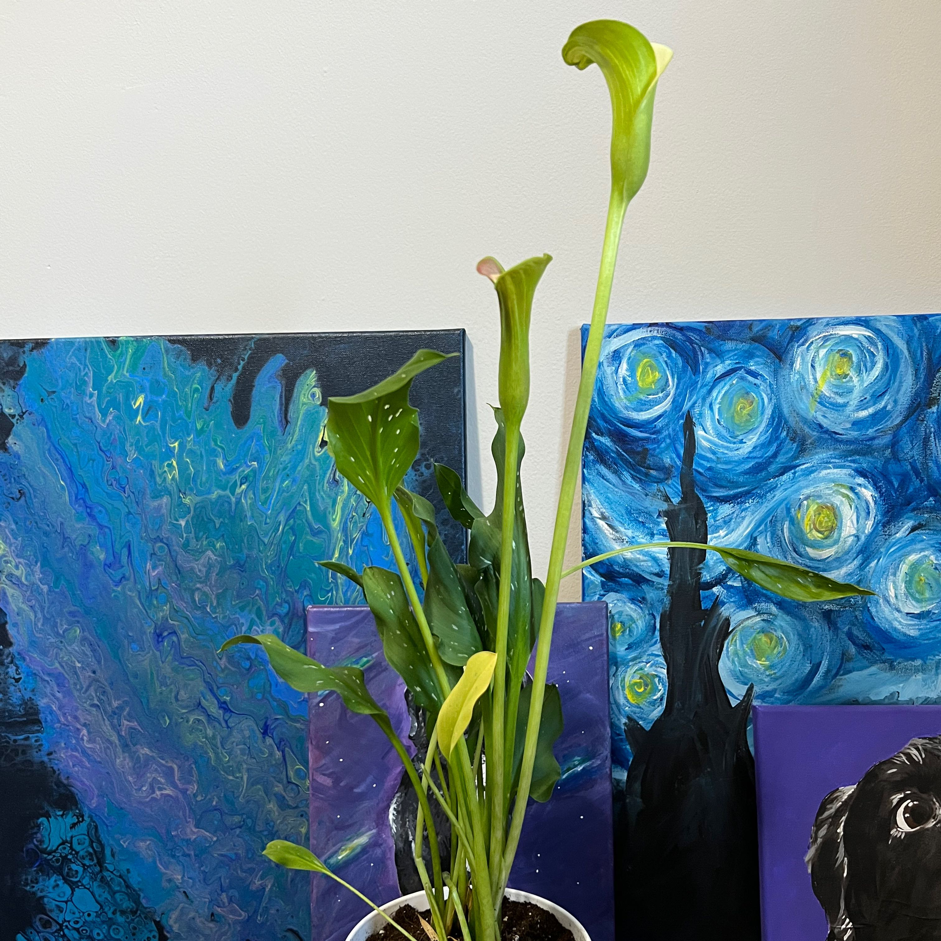 Why Are My Calla Lily Leaves Droopy? 💧