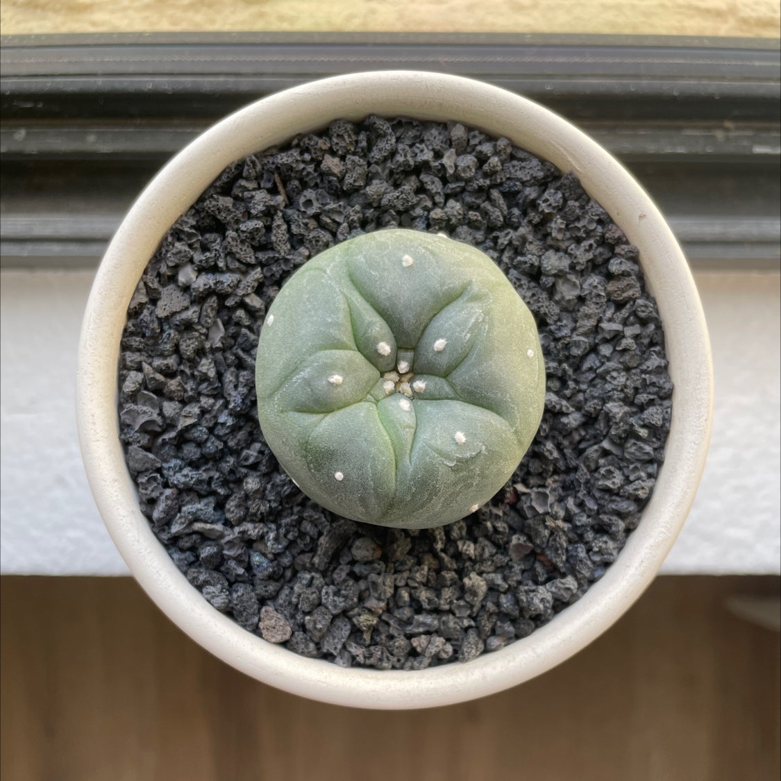 How to Propagate Your Peyote