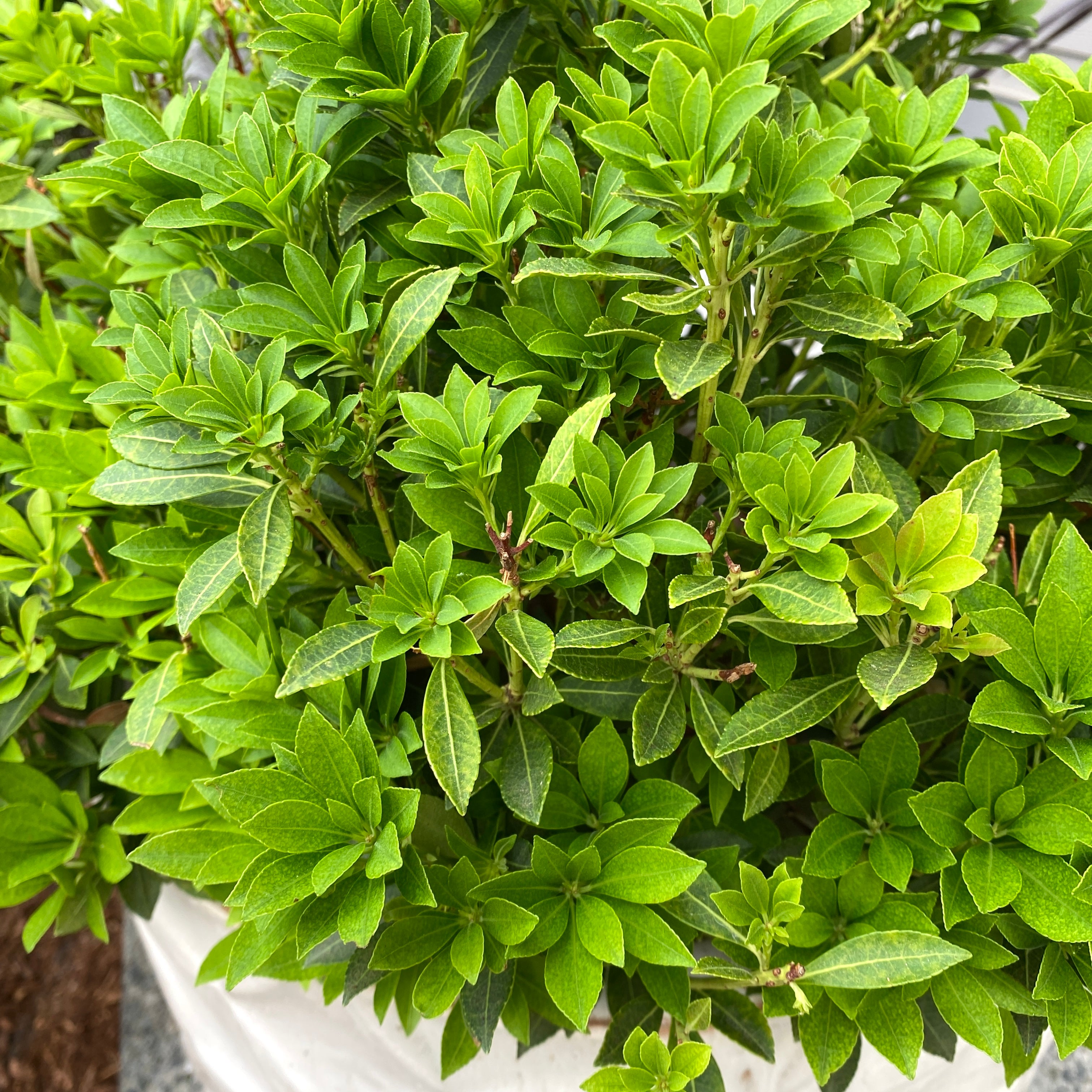 🍂 Why Does My Japanese Andromeda Have Yellow Leaves?