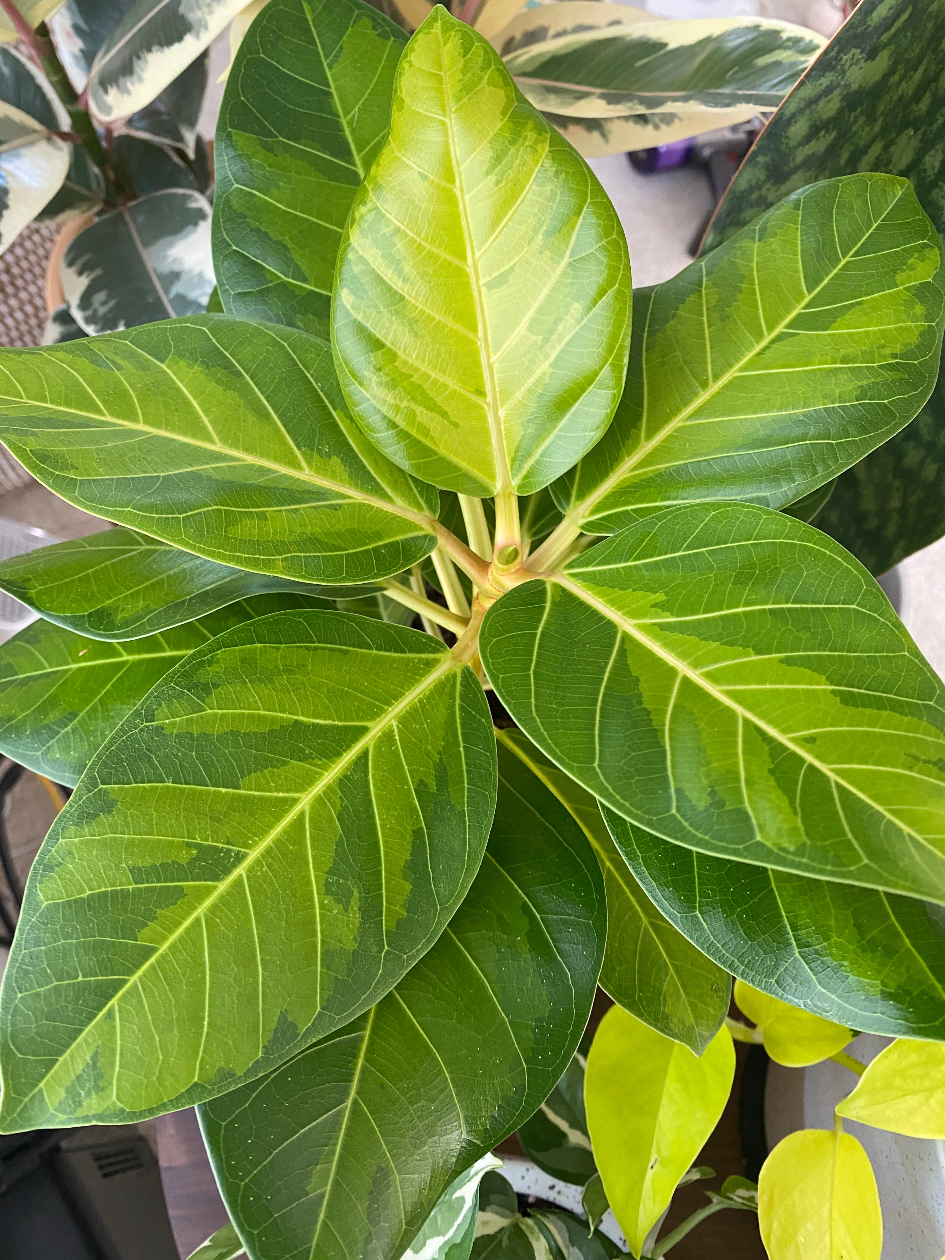 The Complete Ficus 'Golden Gem' Plant Care Guide: Water, Light & Beyond