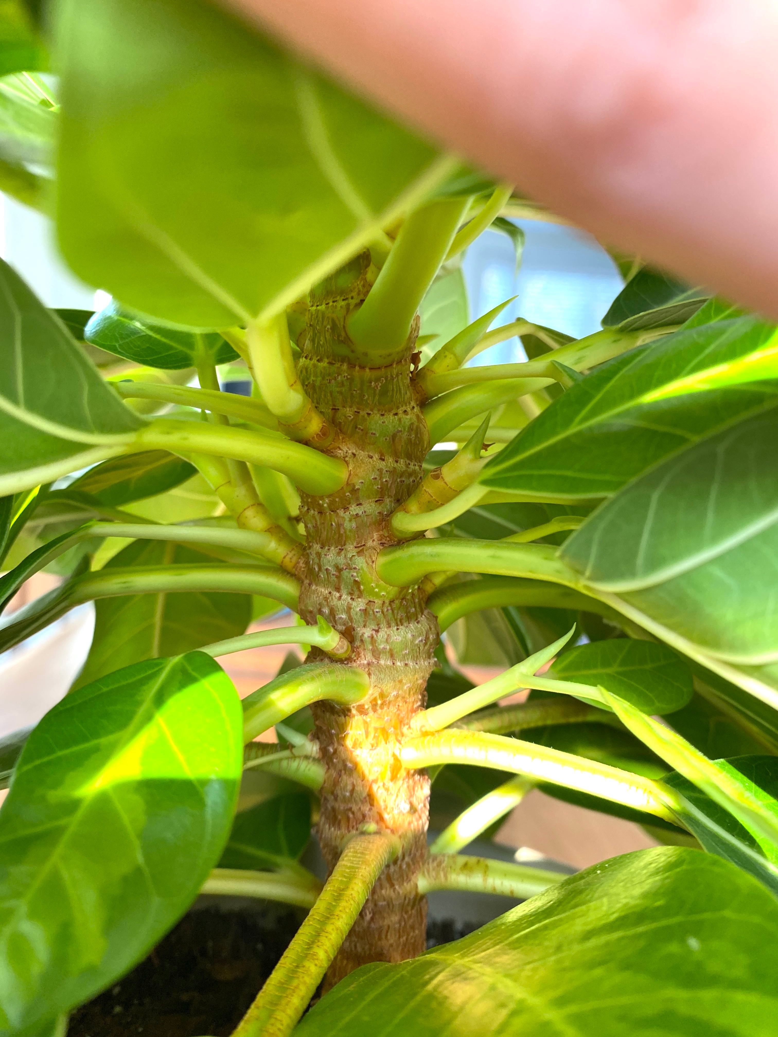 The Complete Ficus 'Golden Gem' Plant Care Guide: Water, Light & Beyond