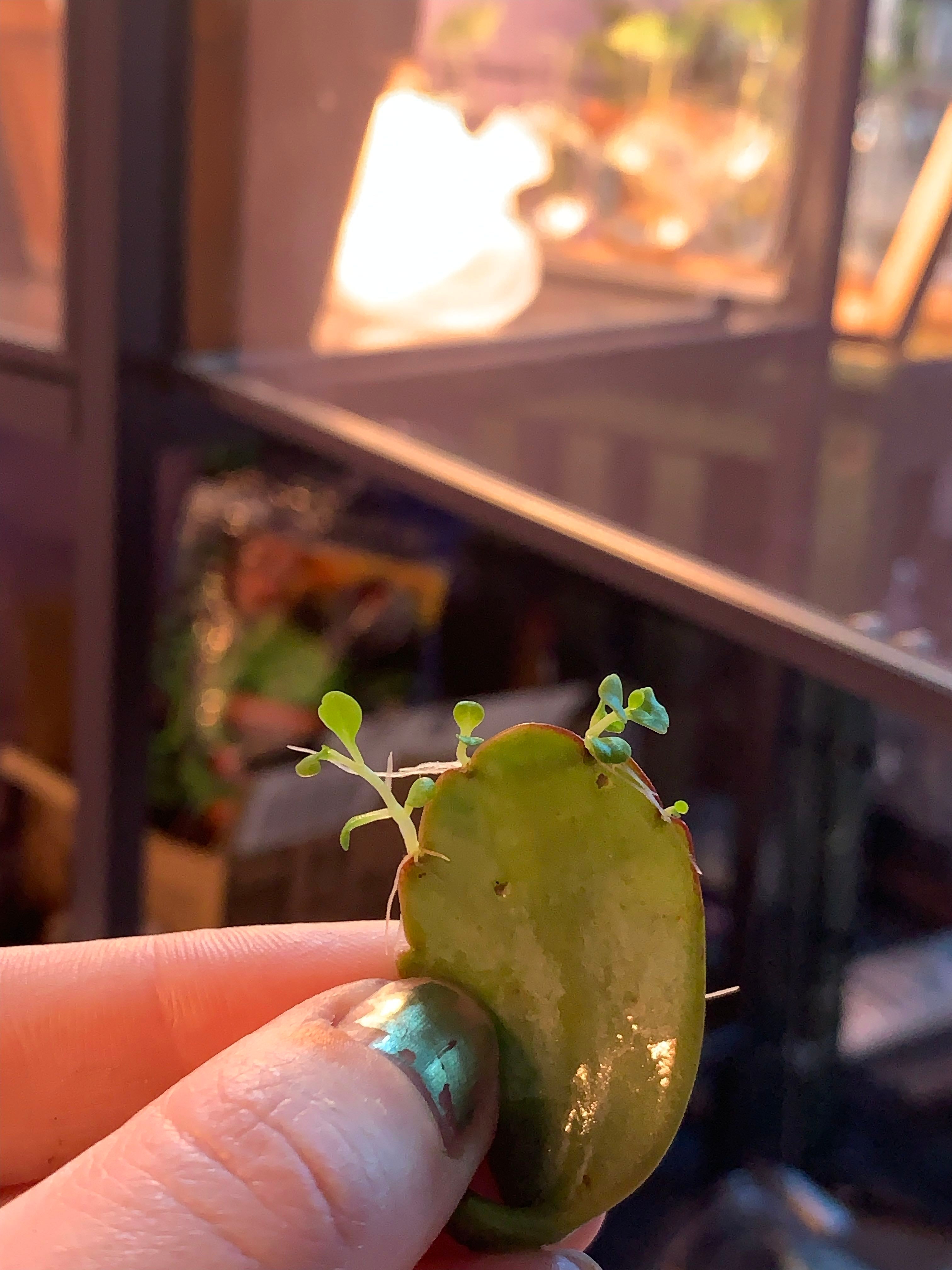 Majestic Scallops Kolanchoe Plant Care: Water, Light, Nutrients | Greg ...