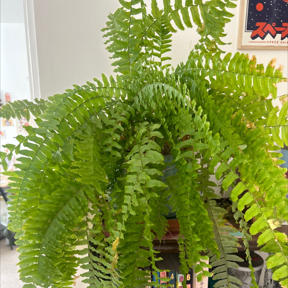 Common Lemon Button Fern Problems