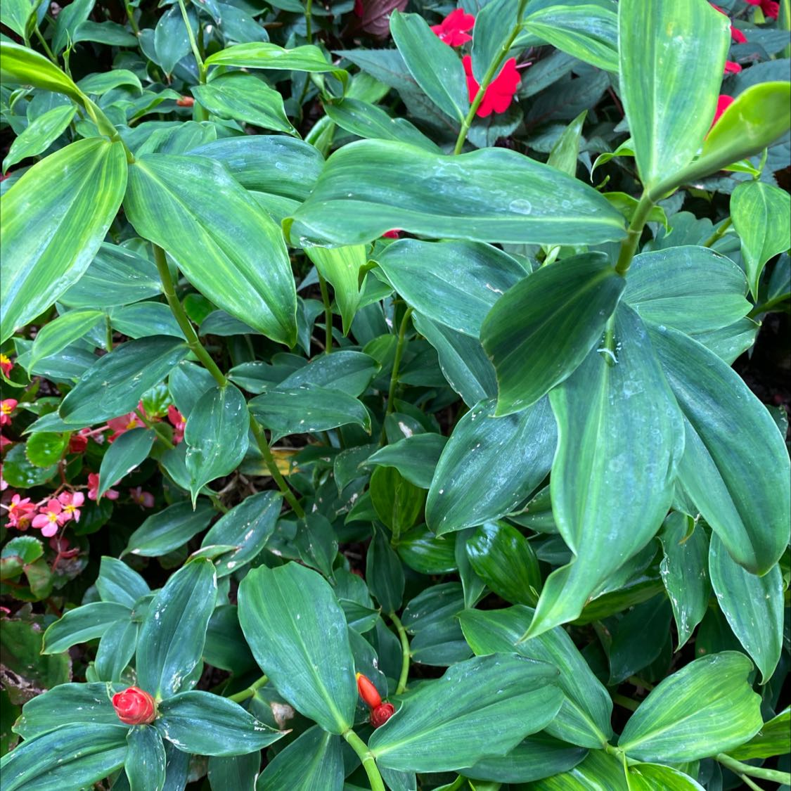 10 Advantages of Having a Red Button Ginger