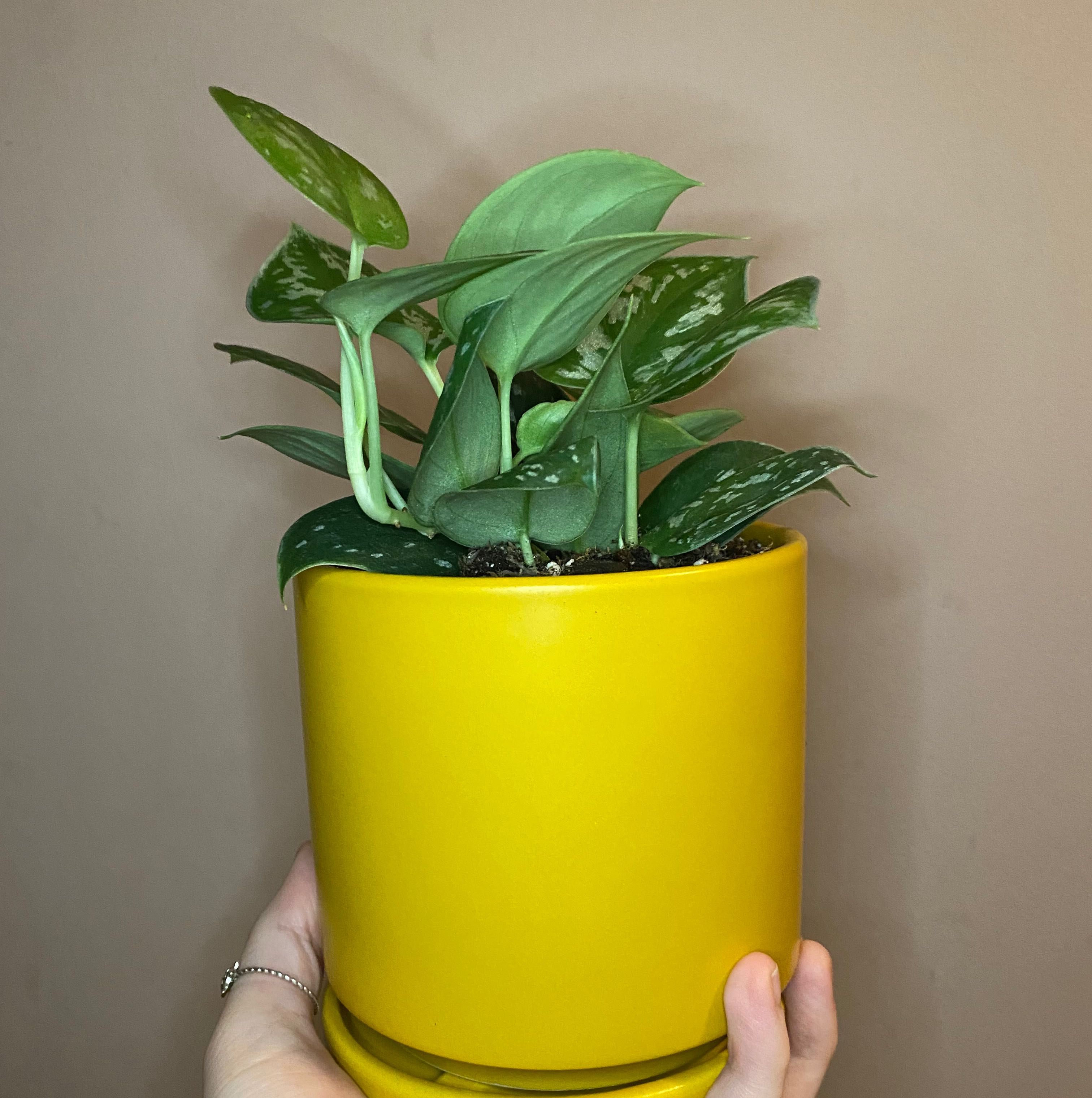 Diagnosing silver anne pothos root rot