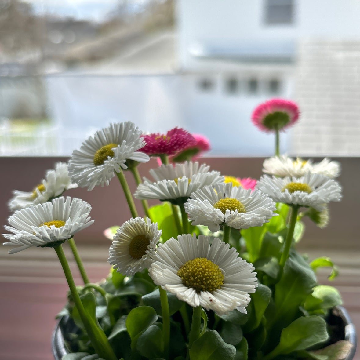 What To Do About Bugs on My Daisy? 🐛