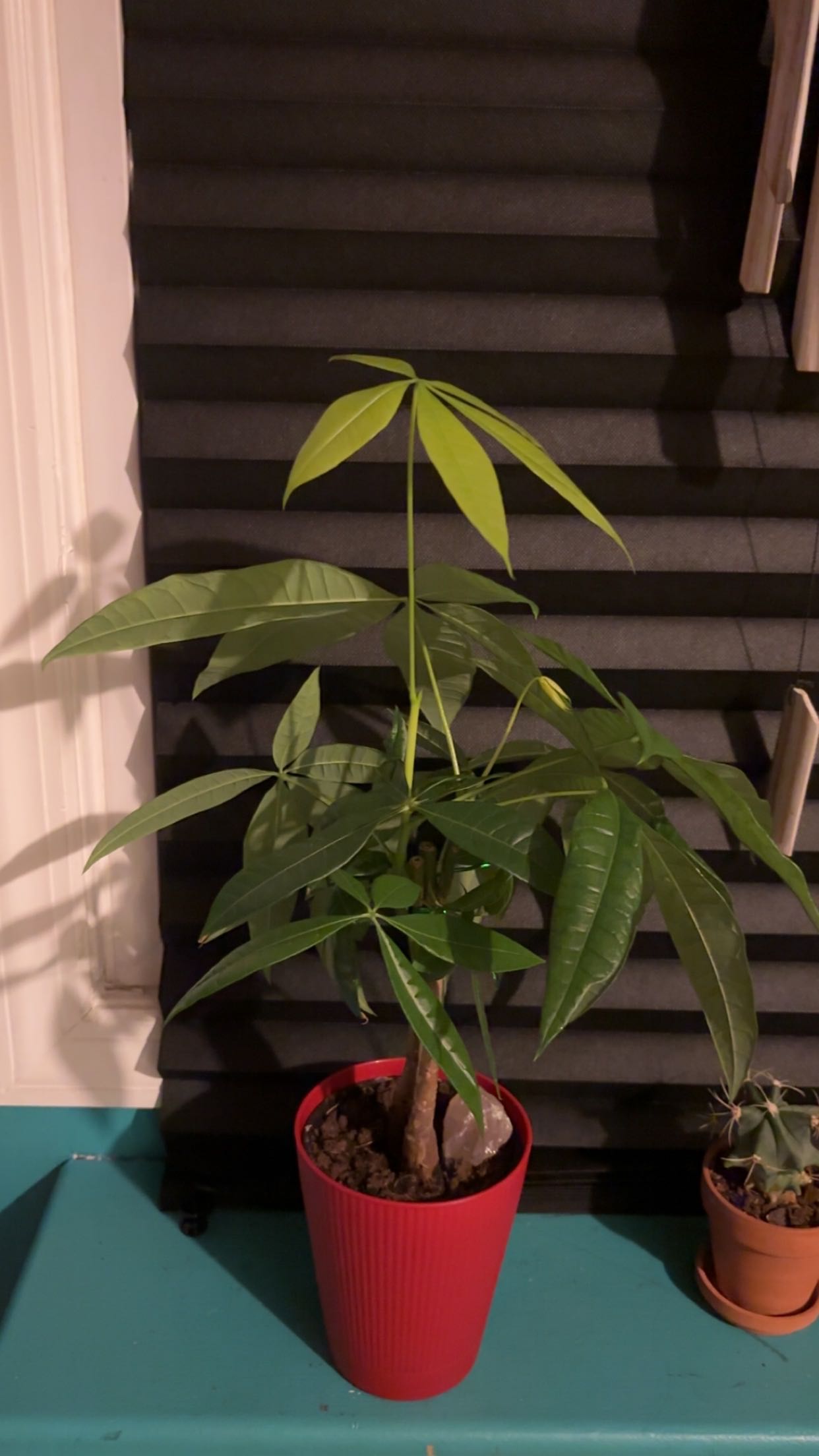Money Tree Plant Care: Water, Light, Nutrients | Greg App 🌱