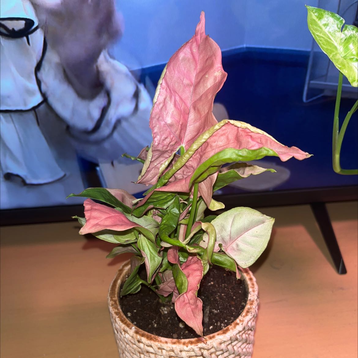 Light Requirements For Your Syngonium 'Neon Robusta'