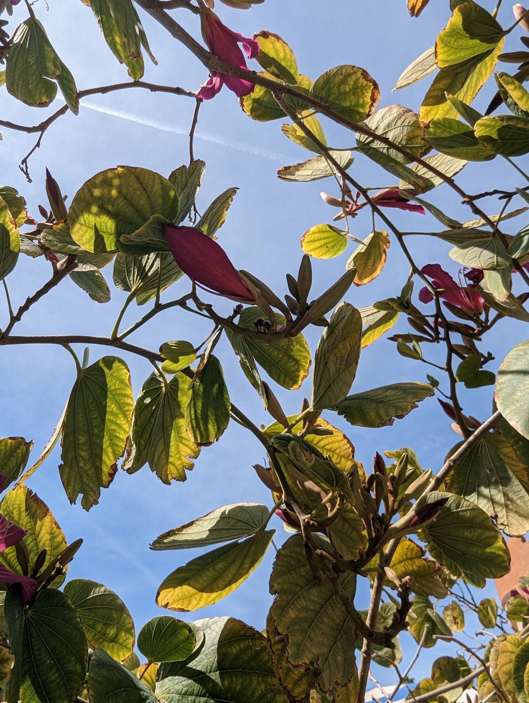 Symbolism and Benefits of the Orchid Tree