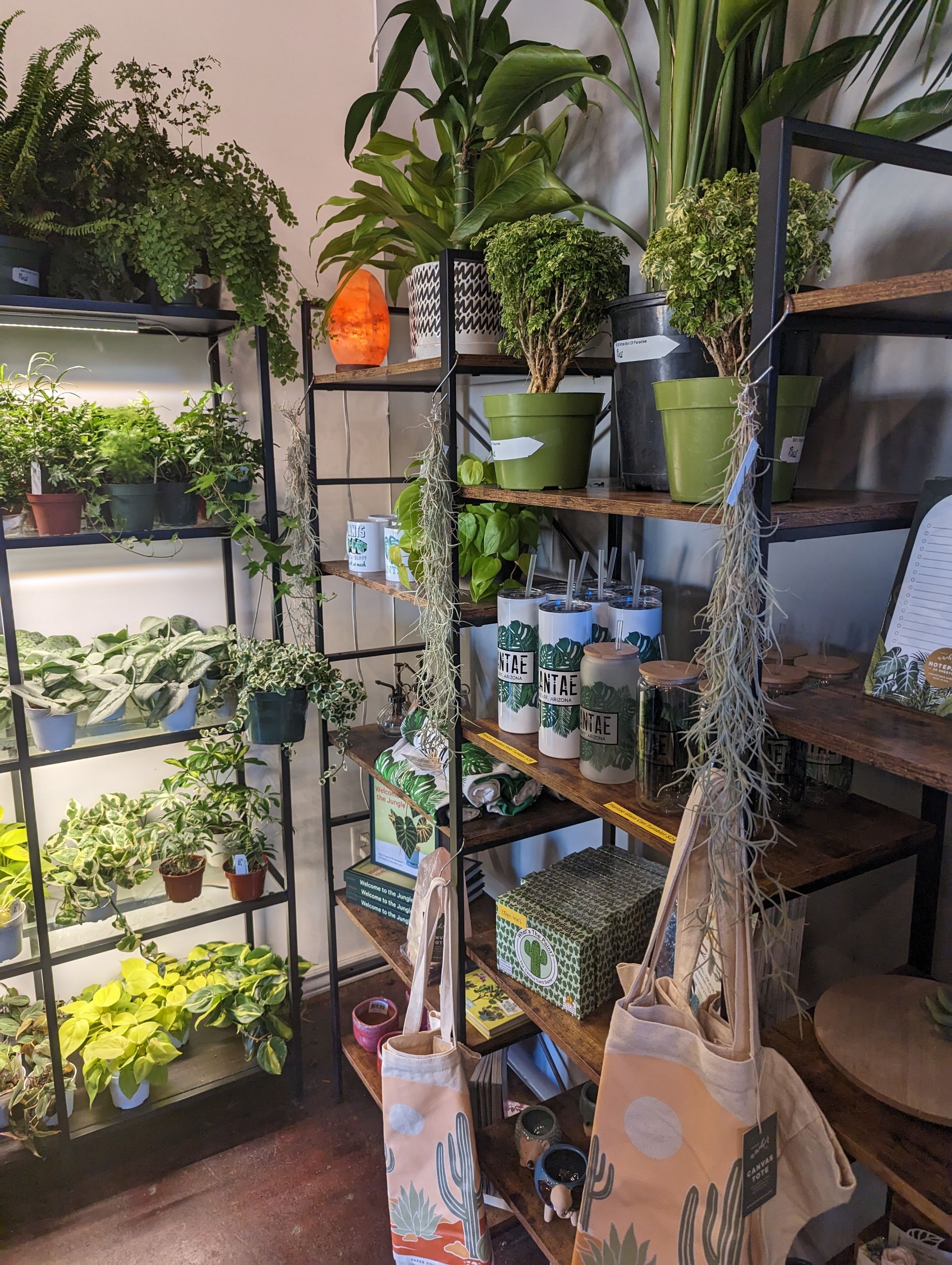First visit to Plantae in Flagstaff!