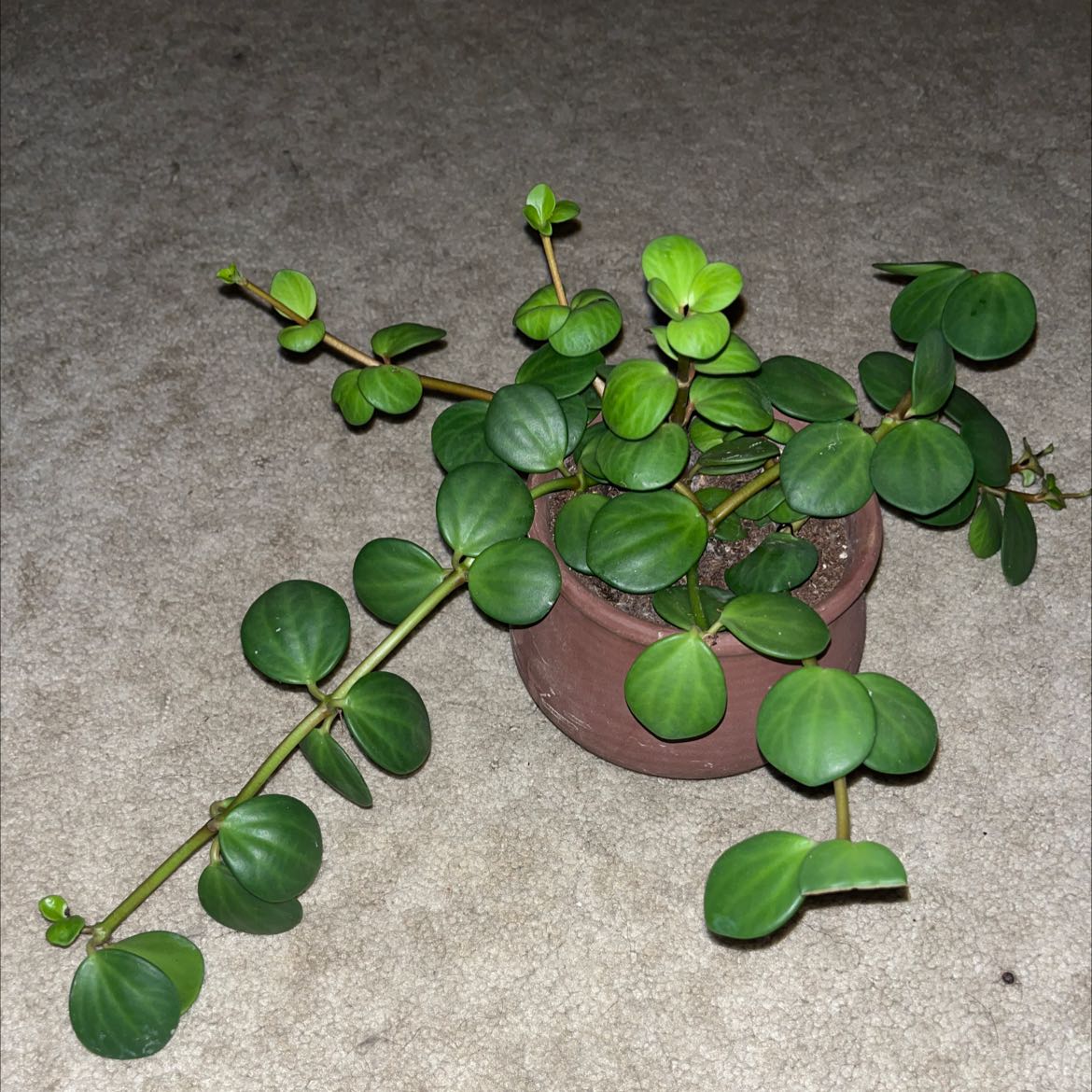 How to Fertilize Your Peperomia 'Hope'