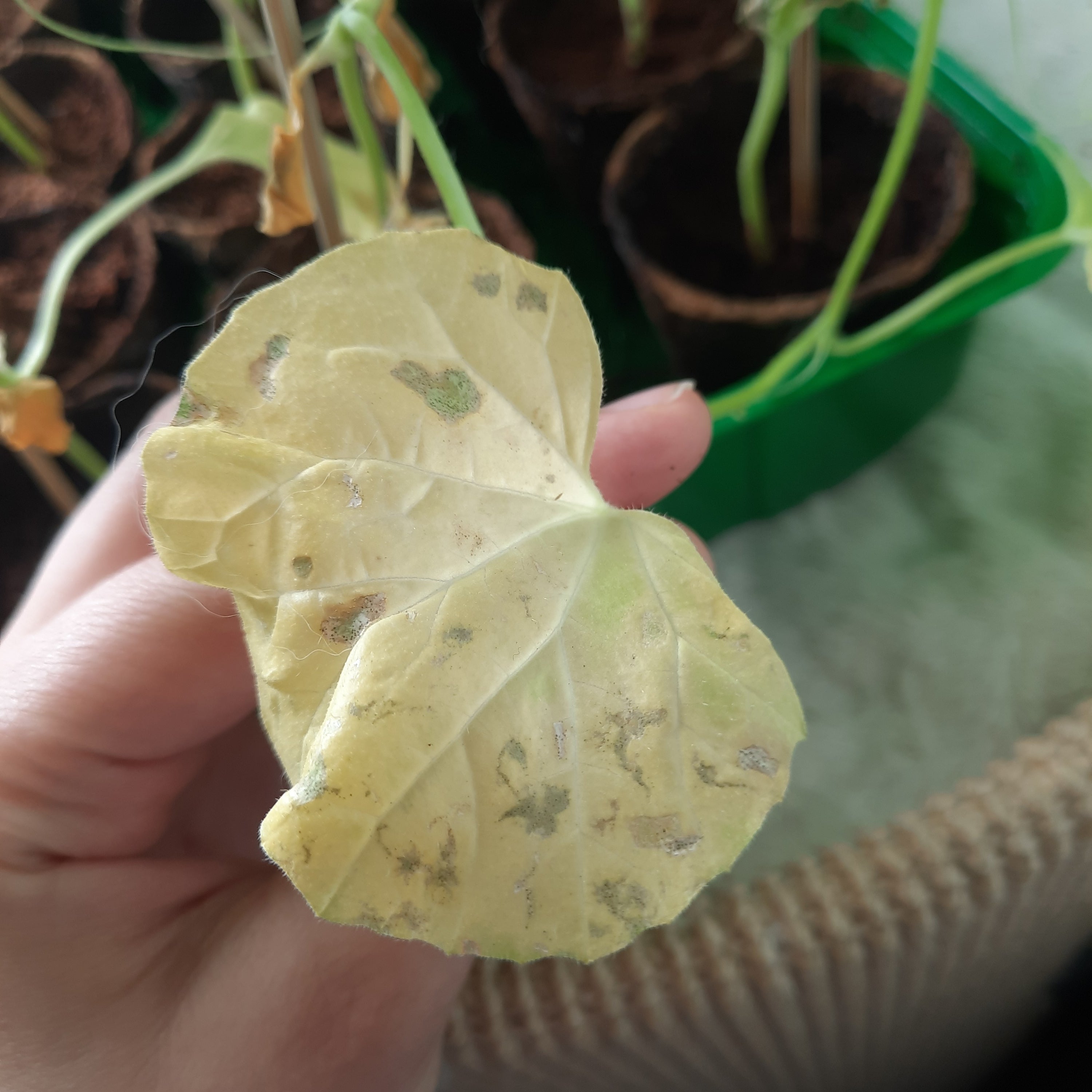 Why Are There Brown Spots on My Melon? 🍈