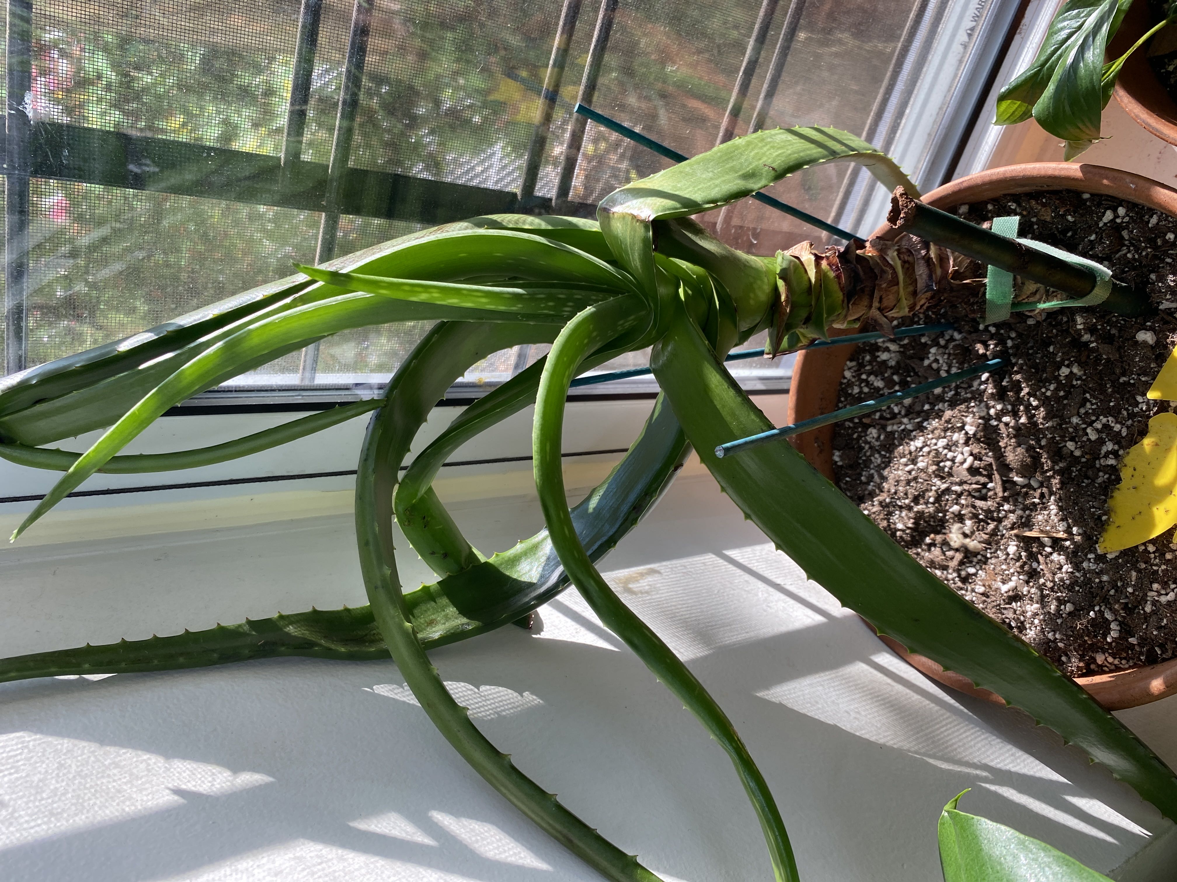 🌡 What Is A Good Temperature Range For My Aloe Vera?