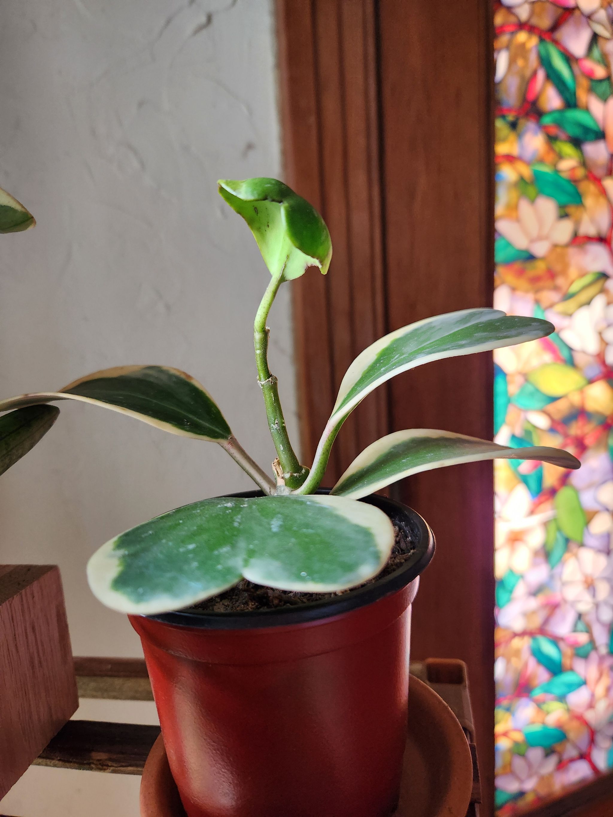 Hoya 'Chouke' Care 101: Water, Light & Growing Tips