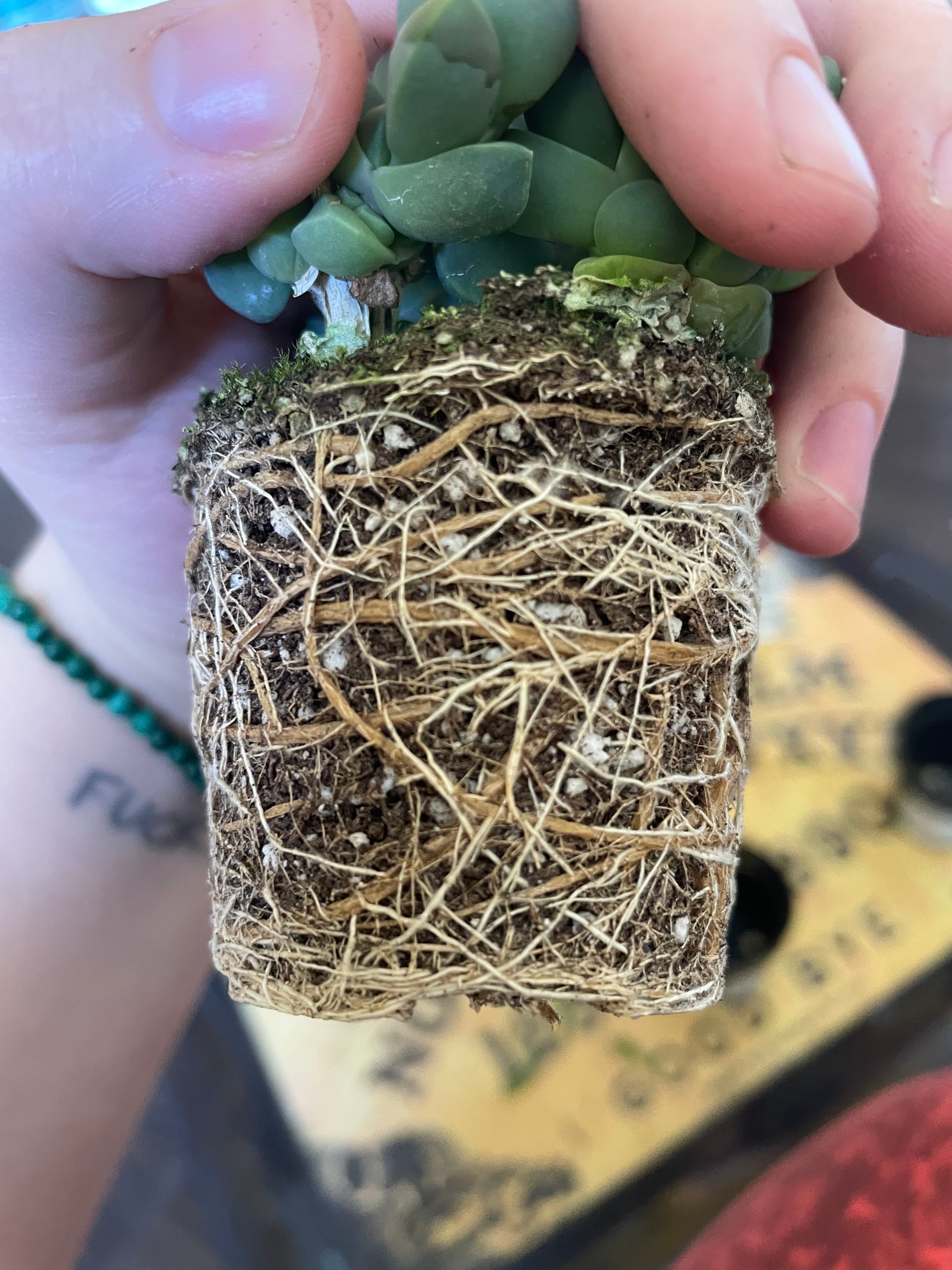 Beads Lampranthus Plant Care: Water, Light, Nutrients | Greg App 🌱