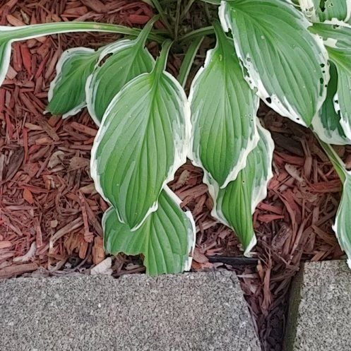 The Complete Hosta Plant Care Guide: Water, Light & Beyond