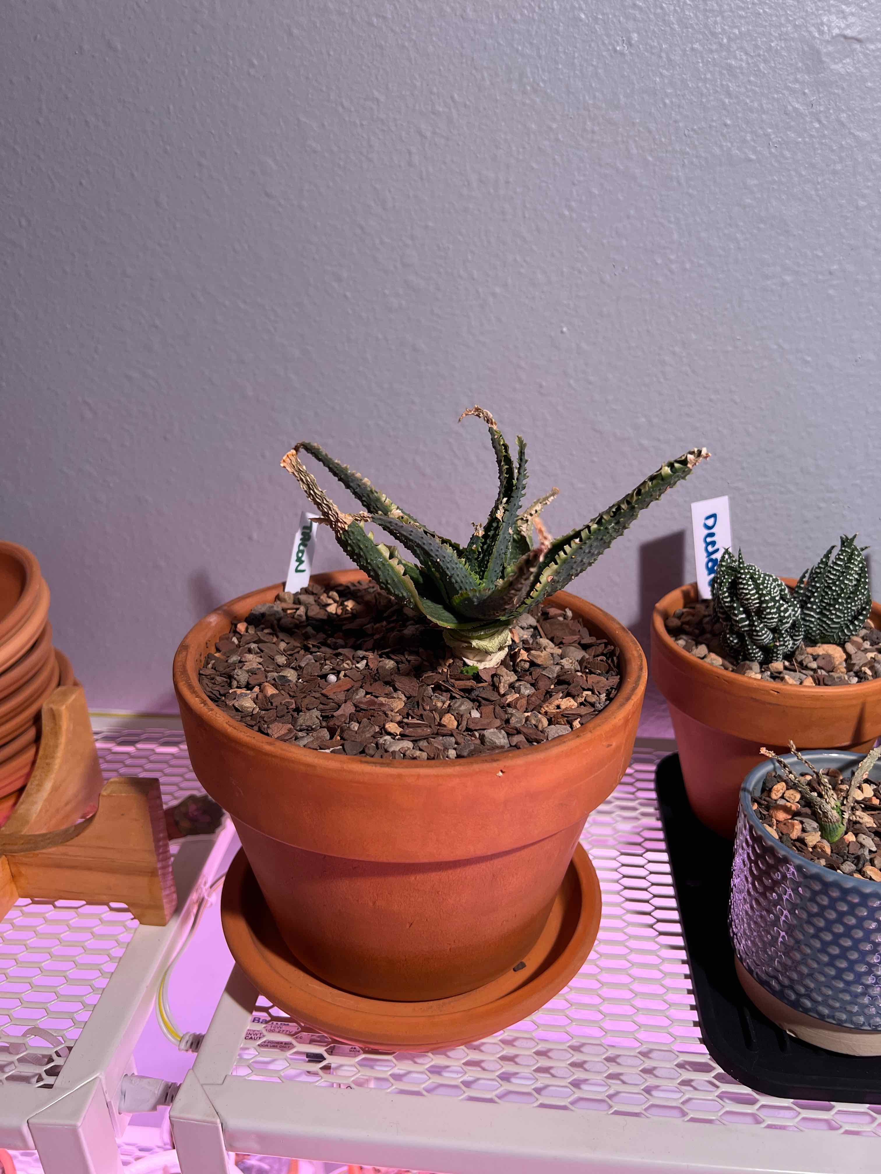 Aloe 'Talon' Plant Care: Water, Light, Nutrients | Greg App 🌱